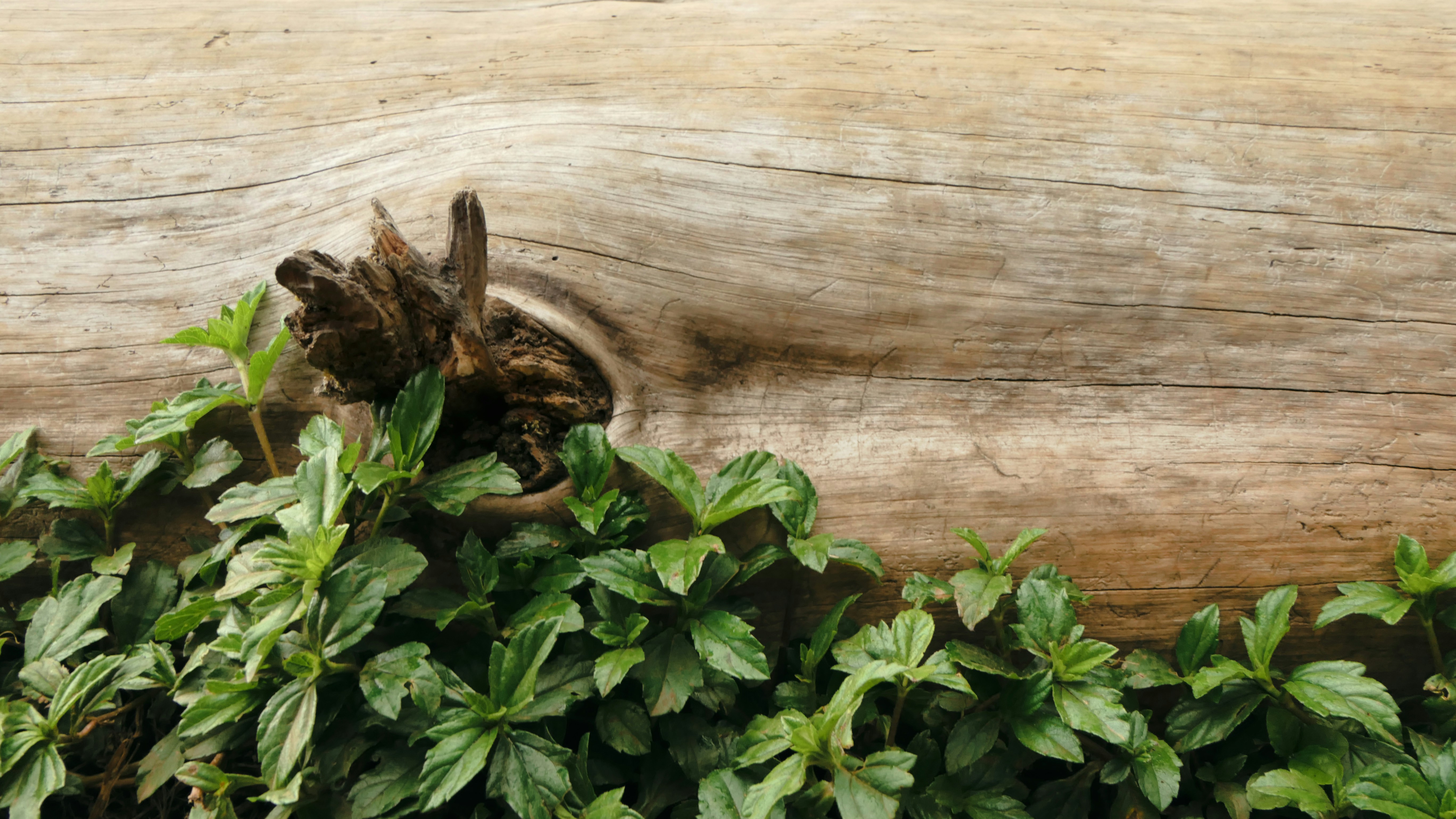 A weathered log partially covered by vibrant green ivy, showcasing the harmony between wood and plant life.