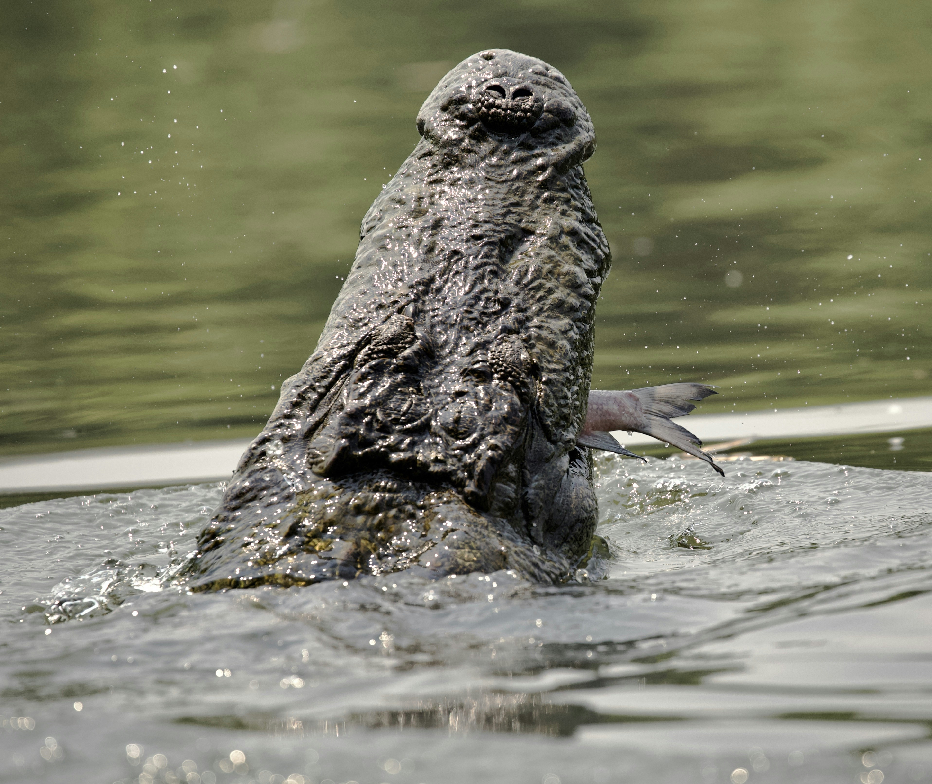 Arctic Sea Lion Emerges: A Grin Beneath the Spray