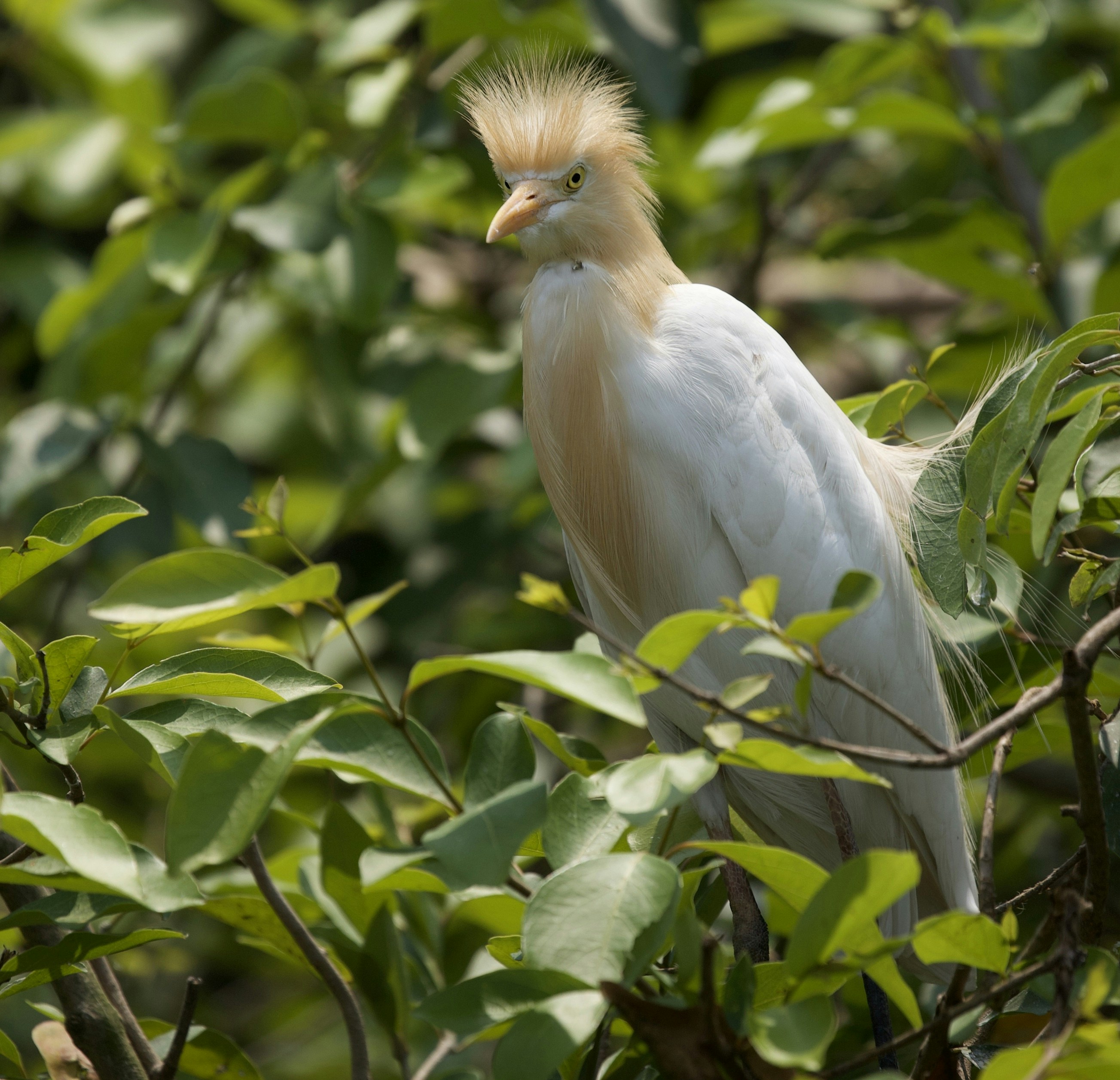 Crested egret among emerald foliage: a delicate portrait in dappled light