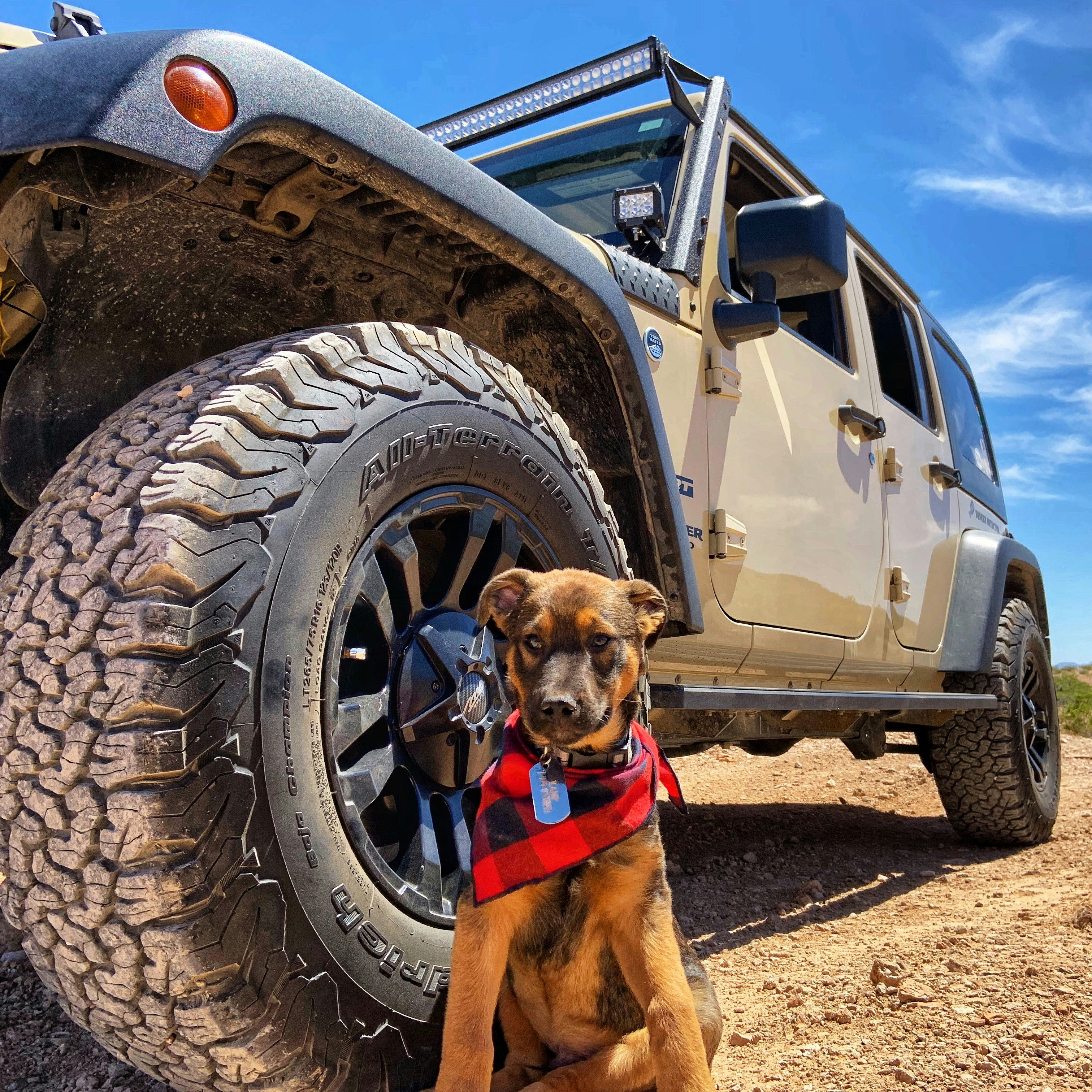 short-coated brown and black dog near white SUV