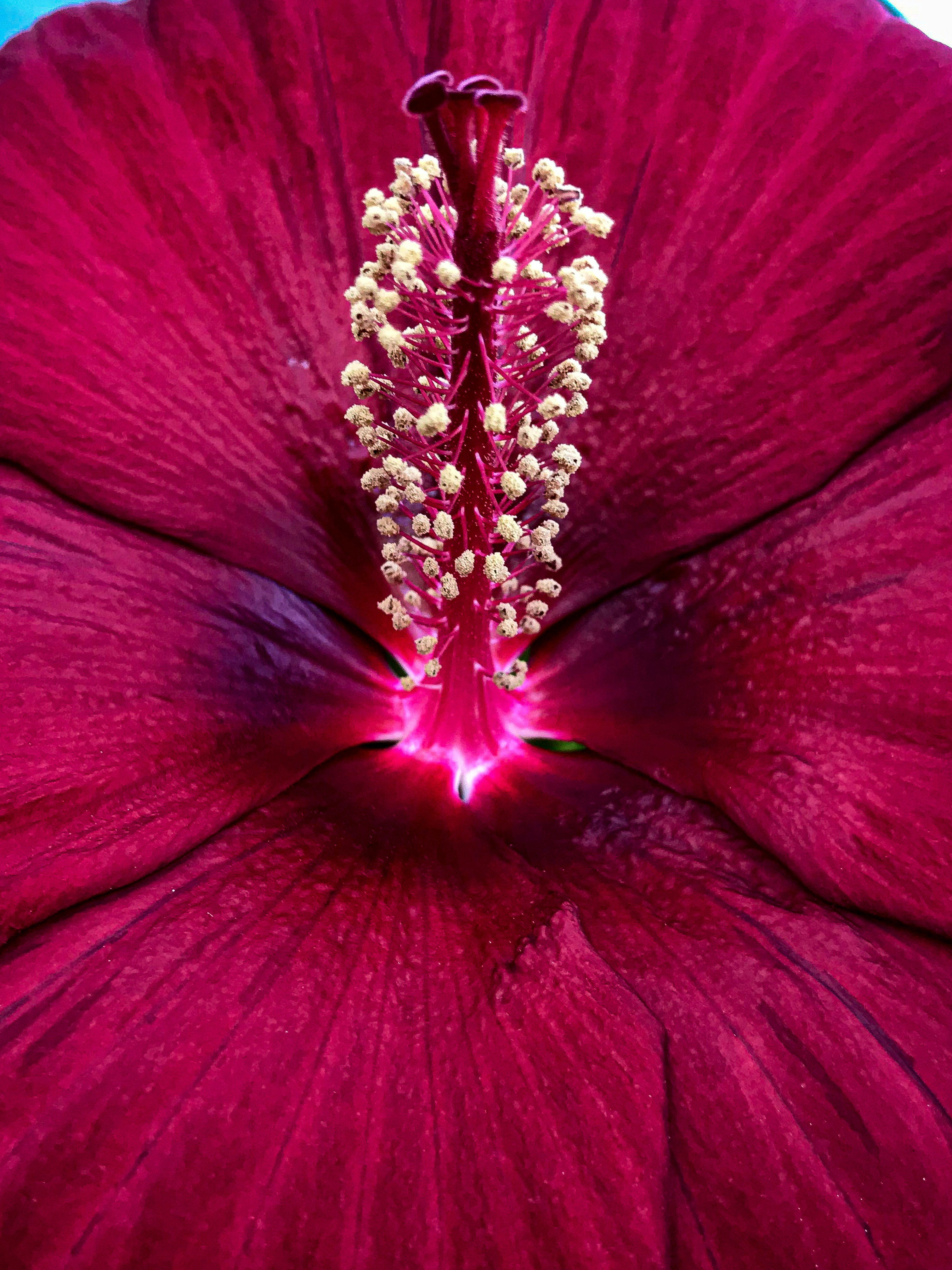Crimson Core: Close-Up of a Hibiscus Stamen in Bloom