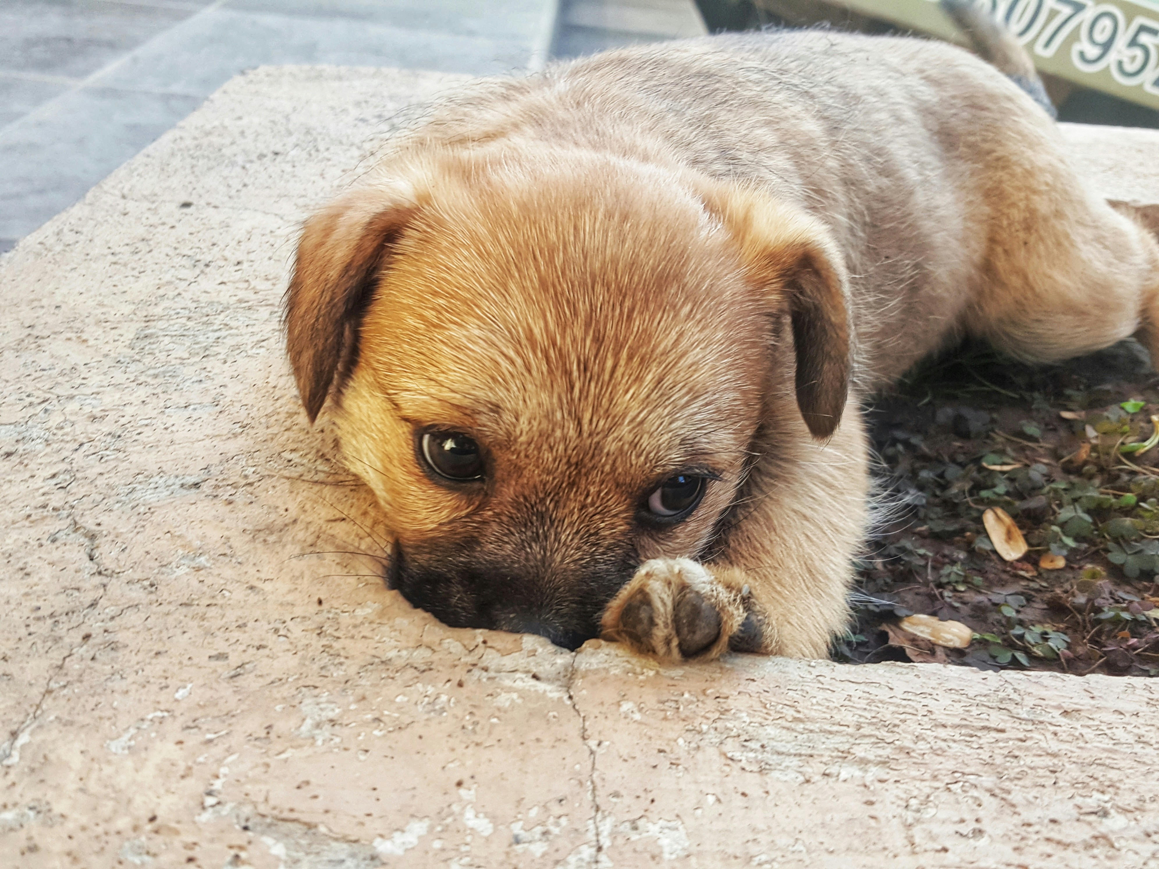 Curled Pup at the Edge: A Gentle Pause on Concrete