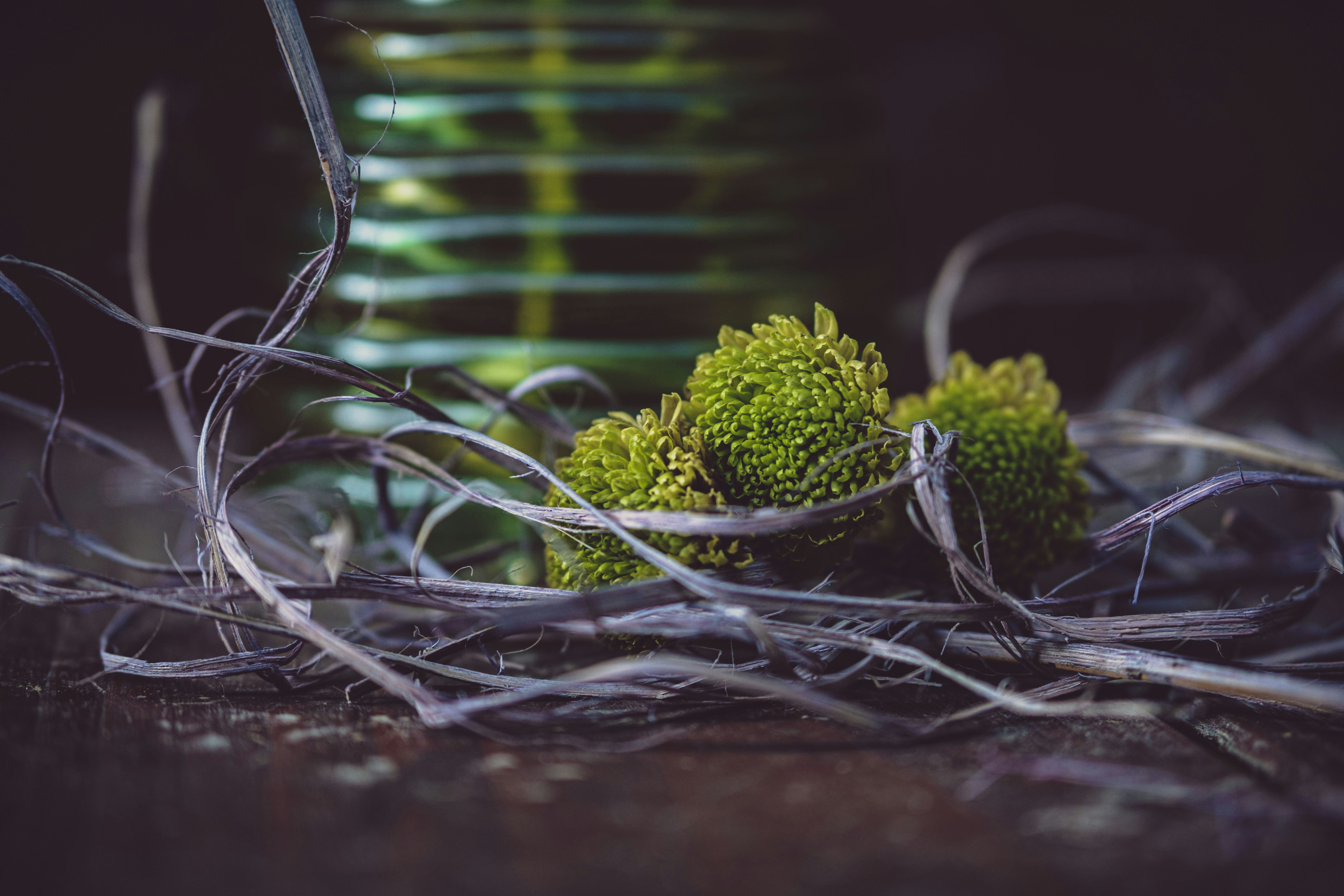 Emerald Moss Nests Among Frayed Twine