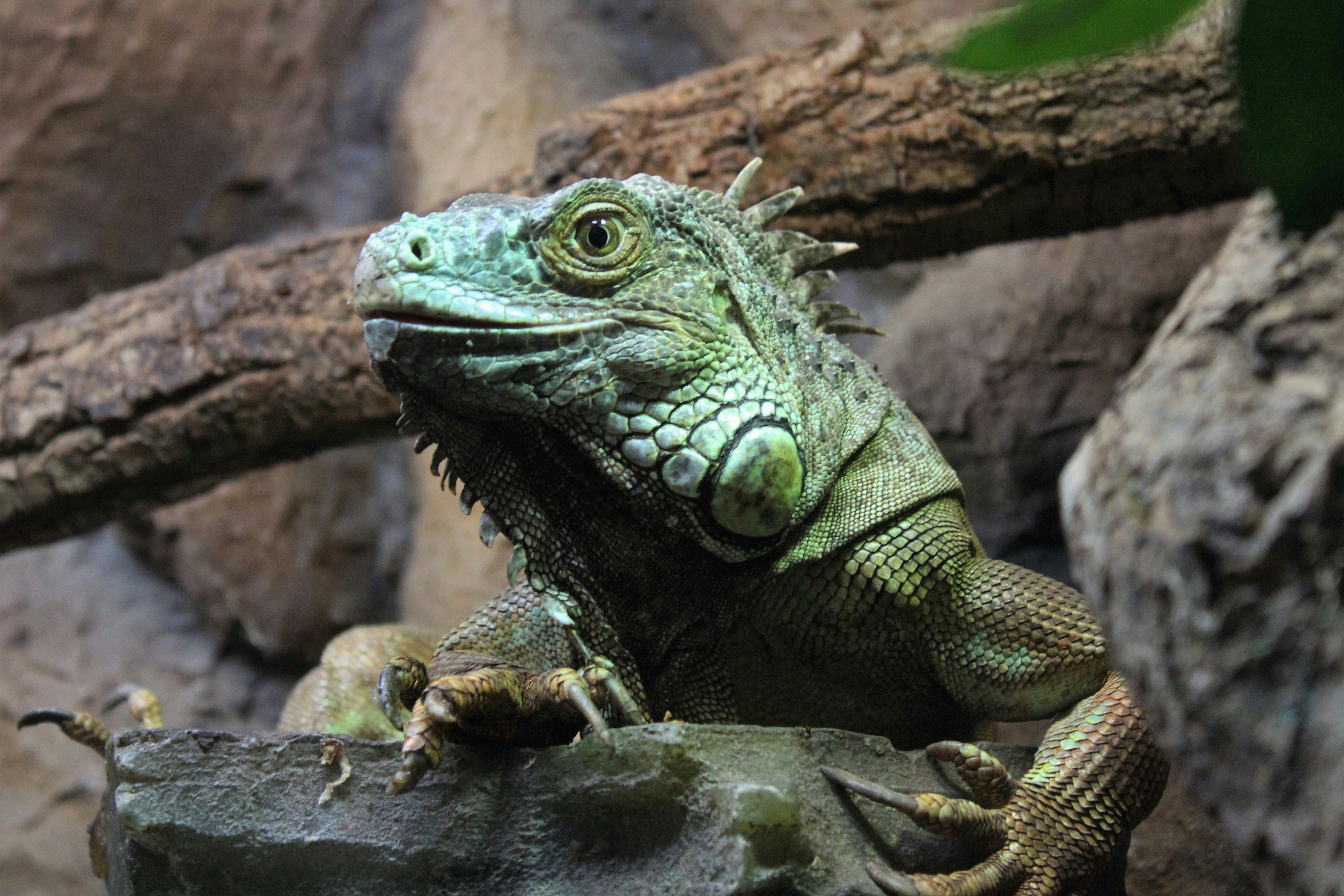 Green iguana perched on a rock amid a naturalistic habitat.