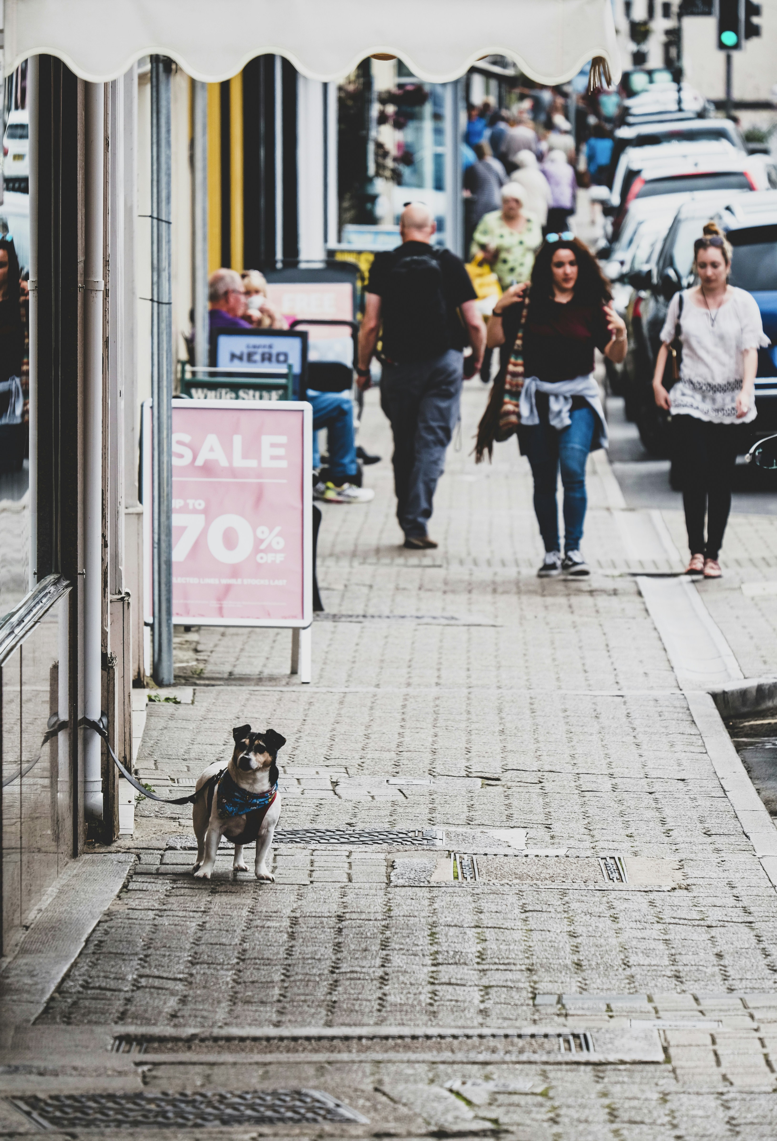 City Street Portrait: A Begging Pup Anchors a Walkers’ Busy Afternoon