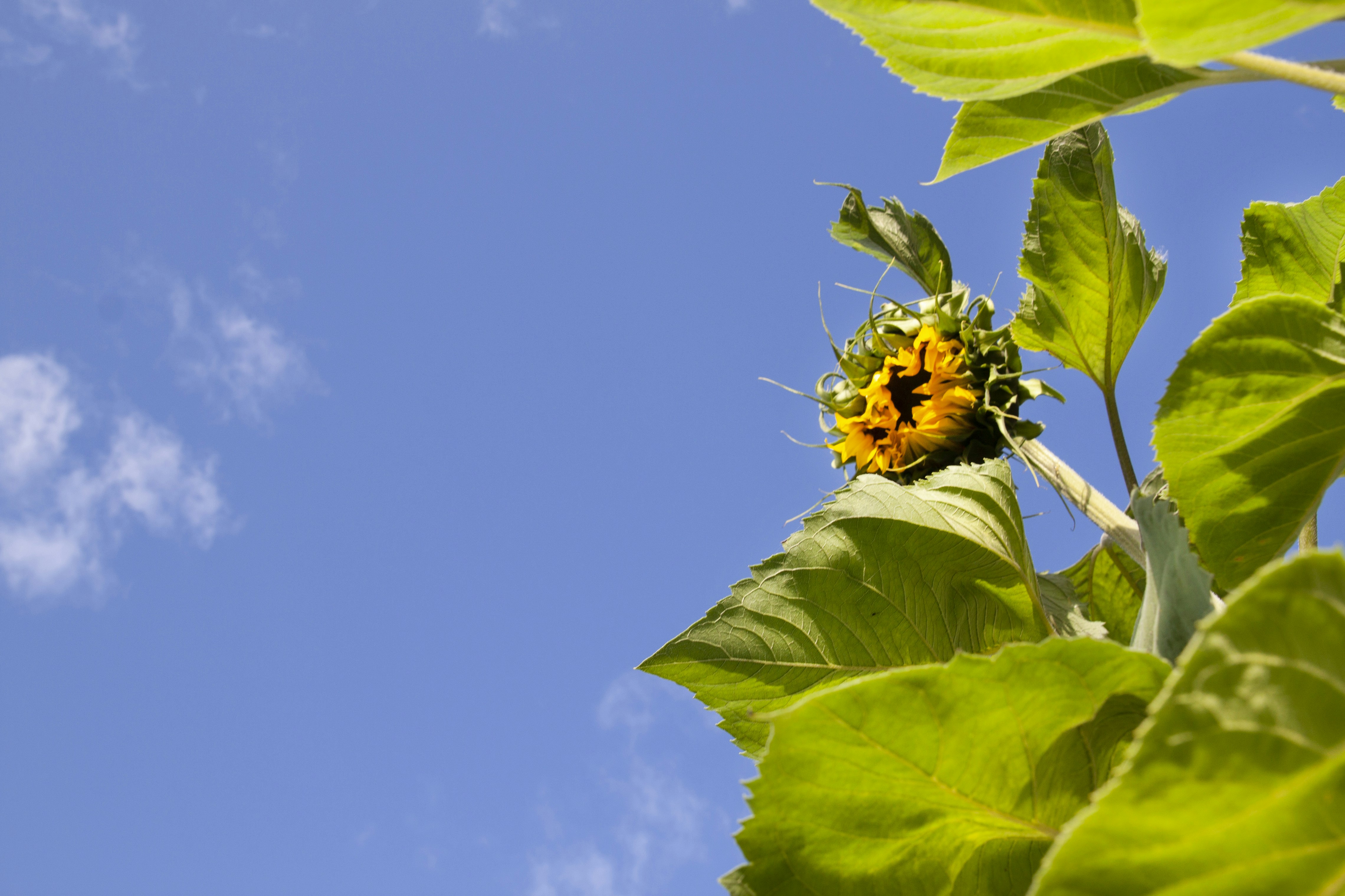A vibrant sunflower reaching towards a clear blue sky, surrounded by lush green leaves. The composition highlights the flower's intricate details against a serene backdrop.