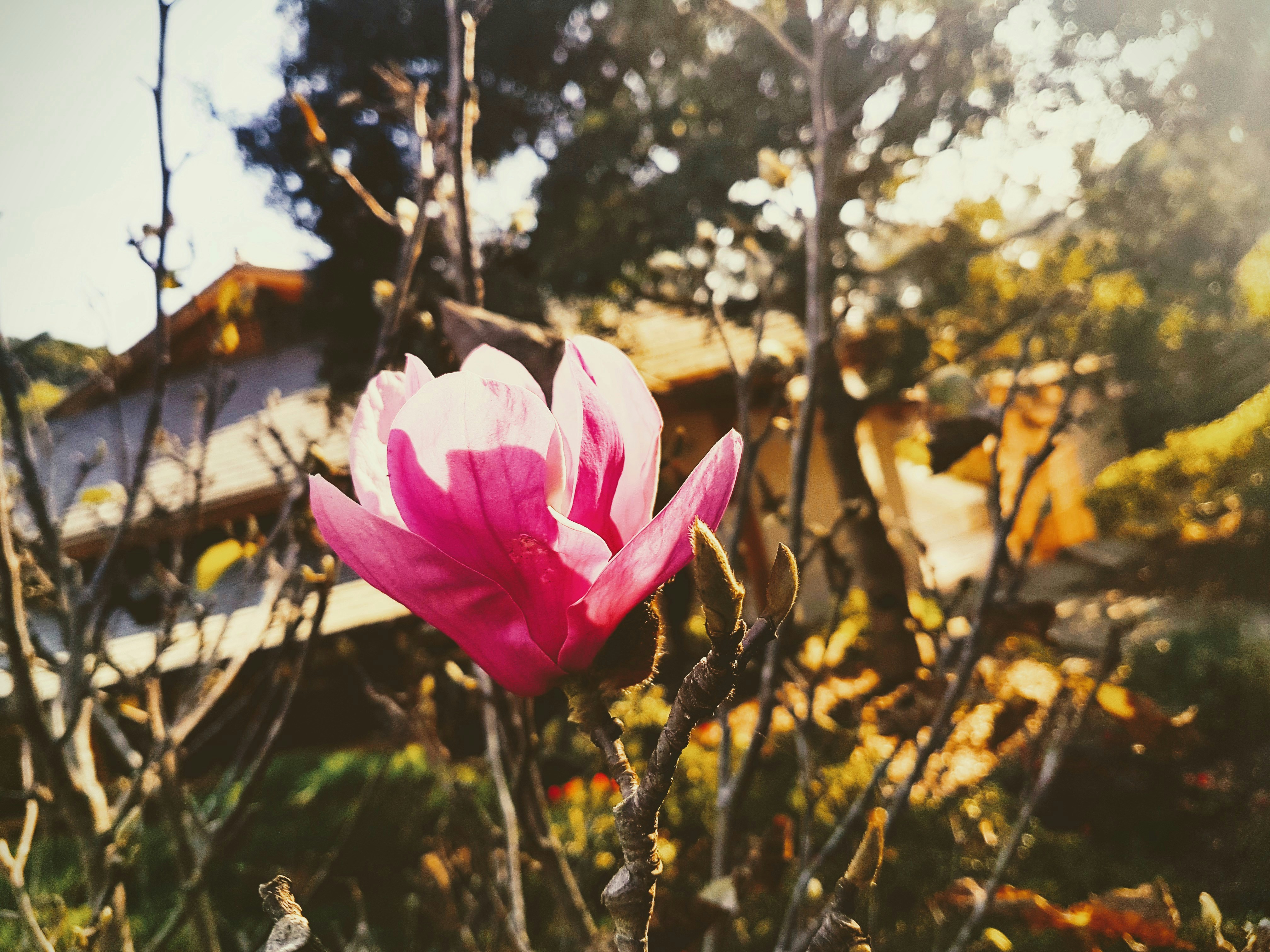 Pink Magnolia Burst Amid Autumn Haze