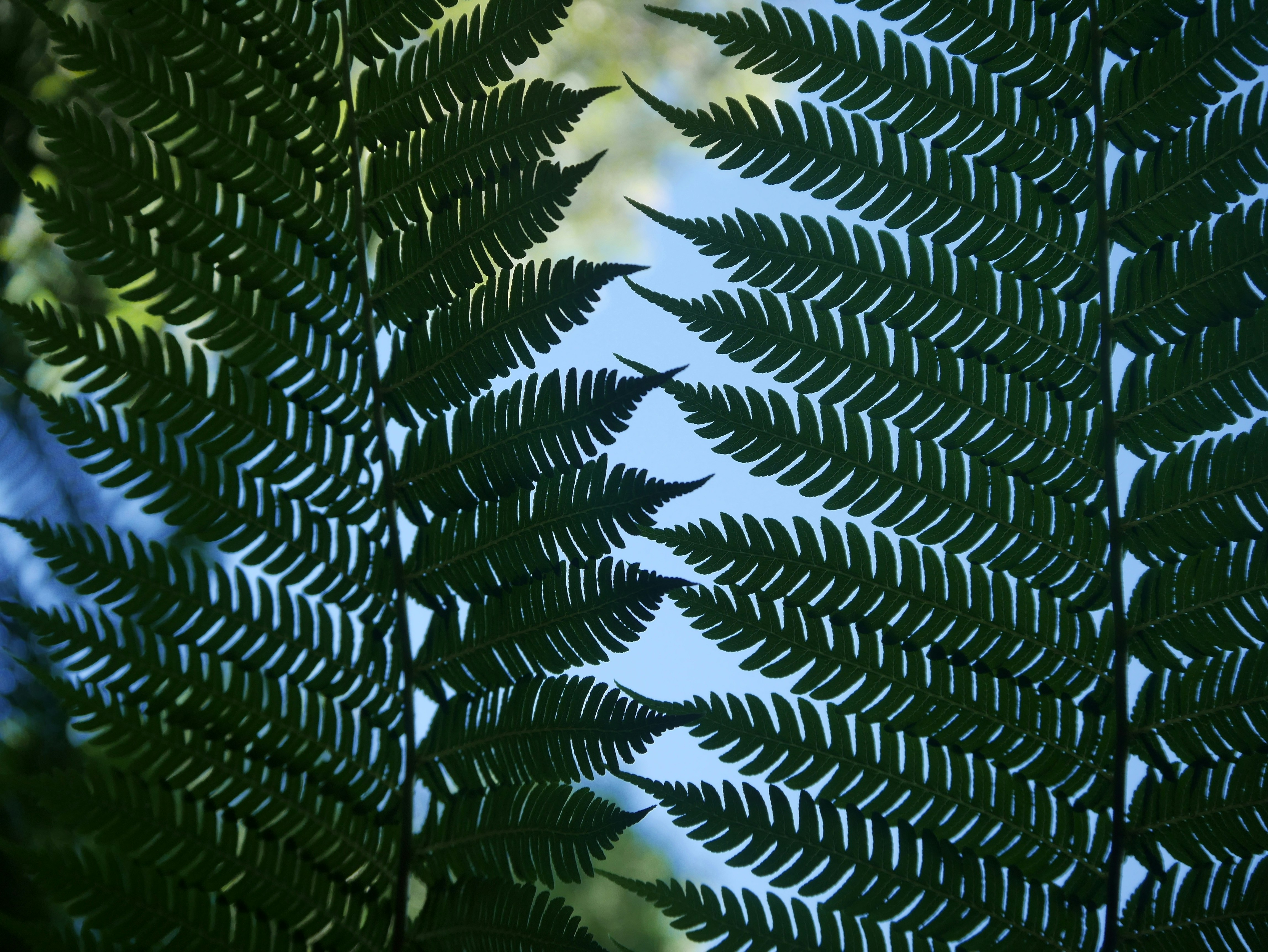 Lattice of Fern Fronds Framing a Quiet Blue Sky