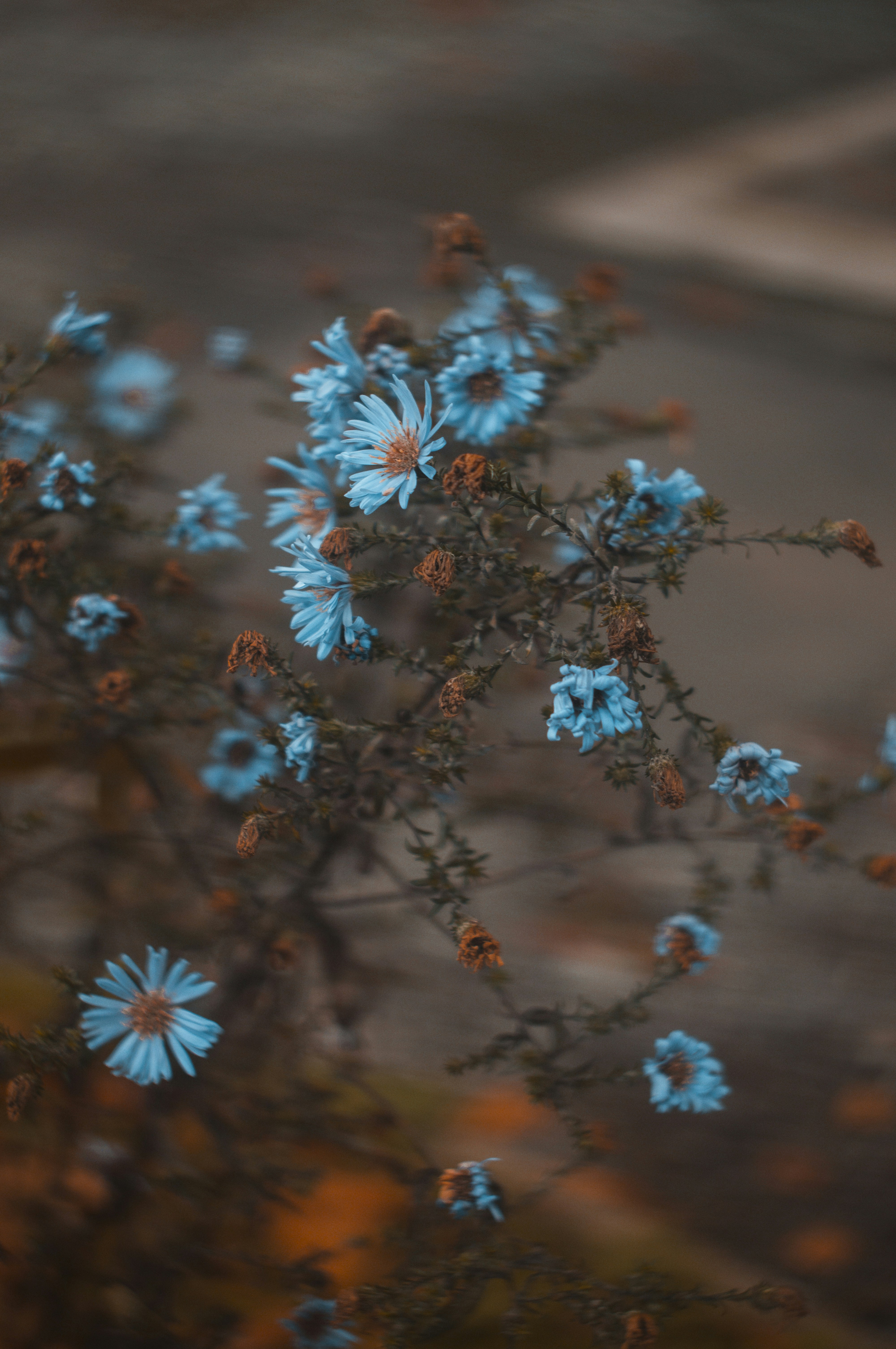 Electric Blue Blooms: Quiet Dissonance in a Rusted Garden