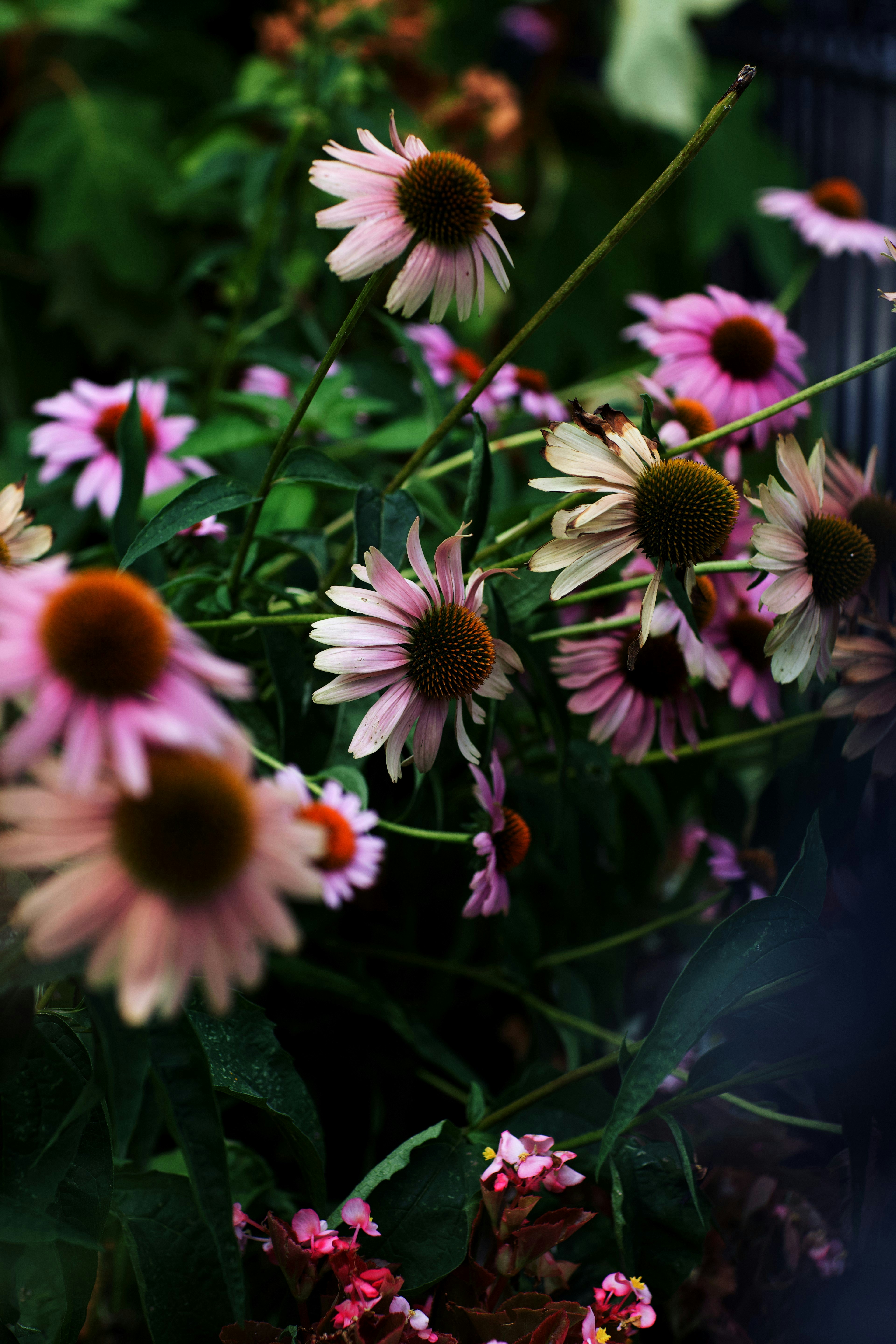 Pink and brown petaled flowers photo – Free Affinityedit Image on Unsplash