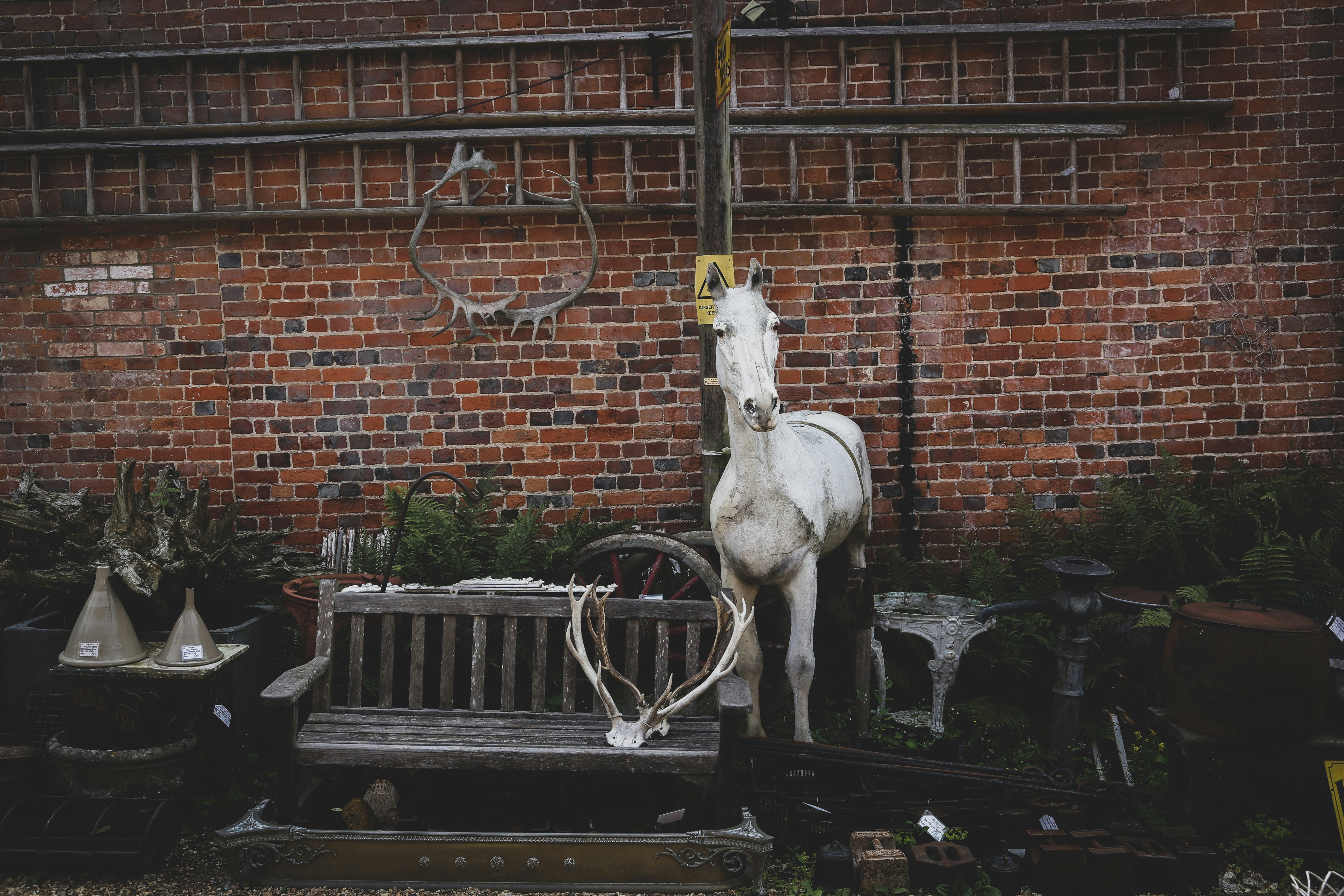White Stallion in a Quiet Yard: Barn Wood and Debris Portrait