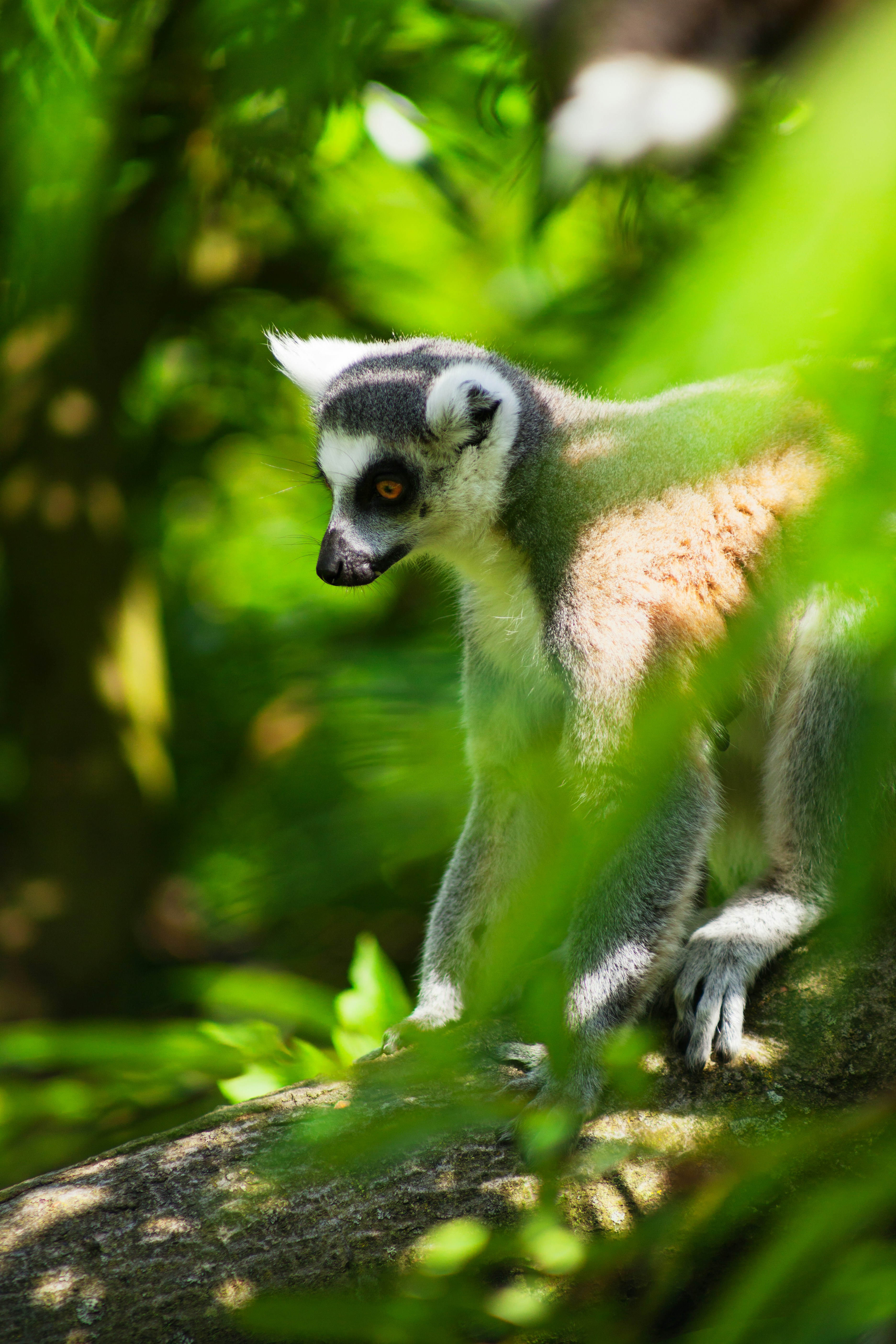 A ring-tailed lemur perched on a rock, surrounded by lush greenery, deep in thought. The vibrant foliage frames the scene beautifully.
