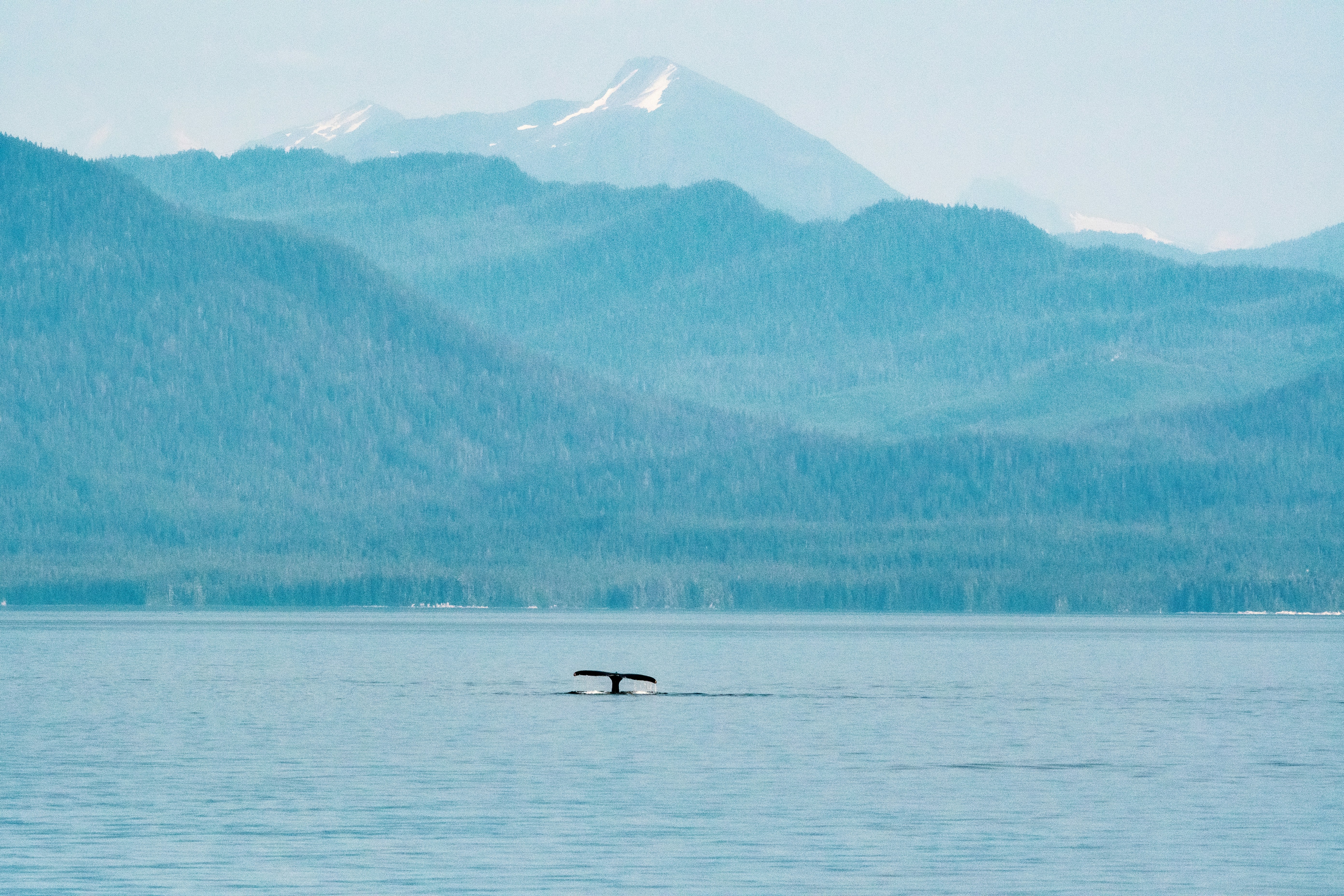 A whale gracefully breaches the surface of a tranquil lake, framed by distant snow-capped mountains and lush forests. The serene landscape captures the harmony between wildlife and nature.