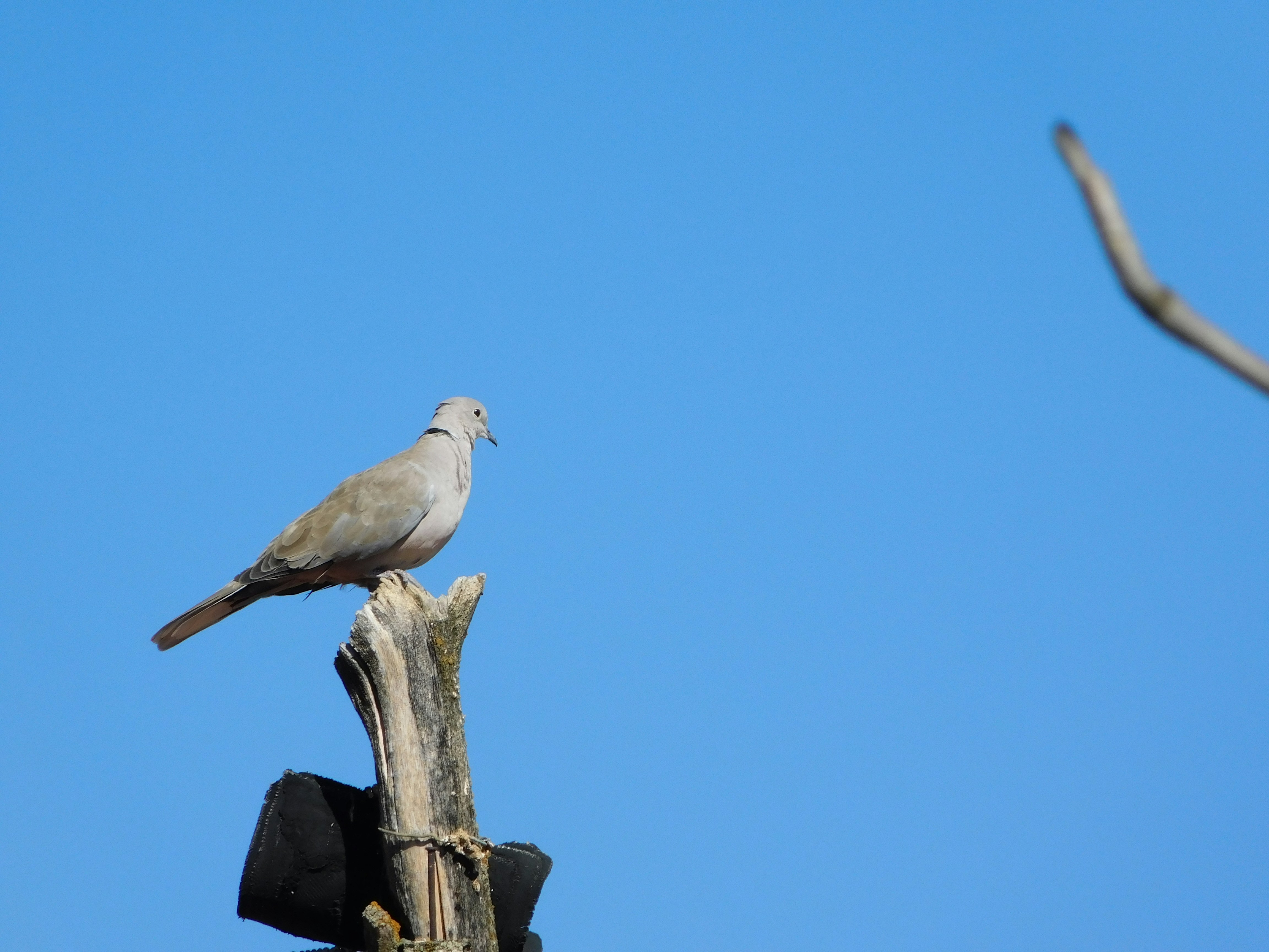 A dove perched gracefully on a weathered stump against a clear blue sky.