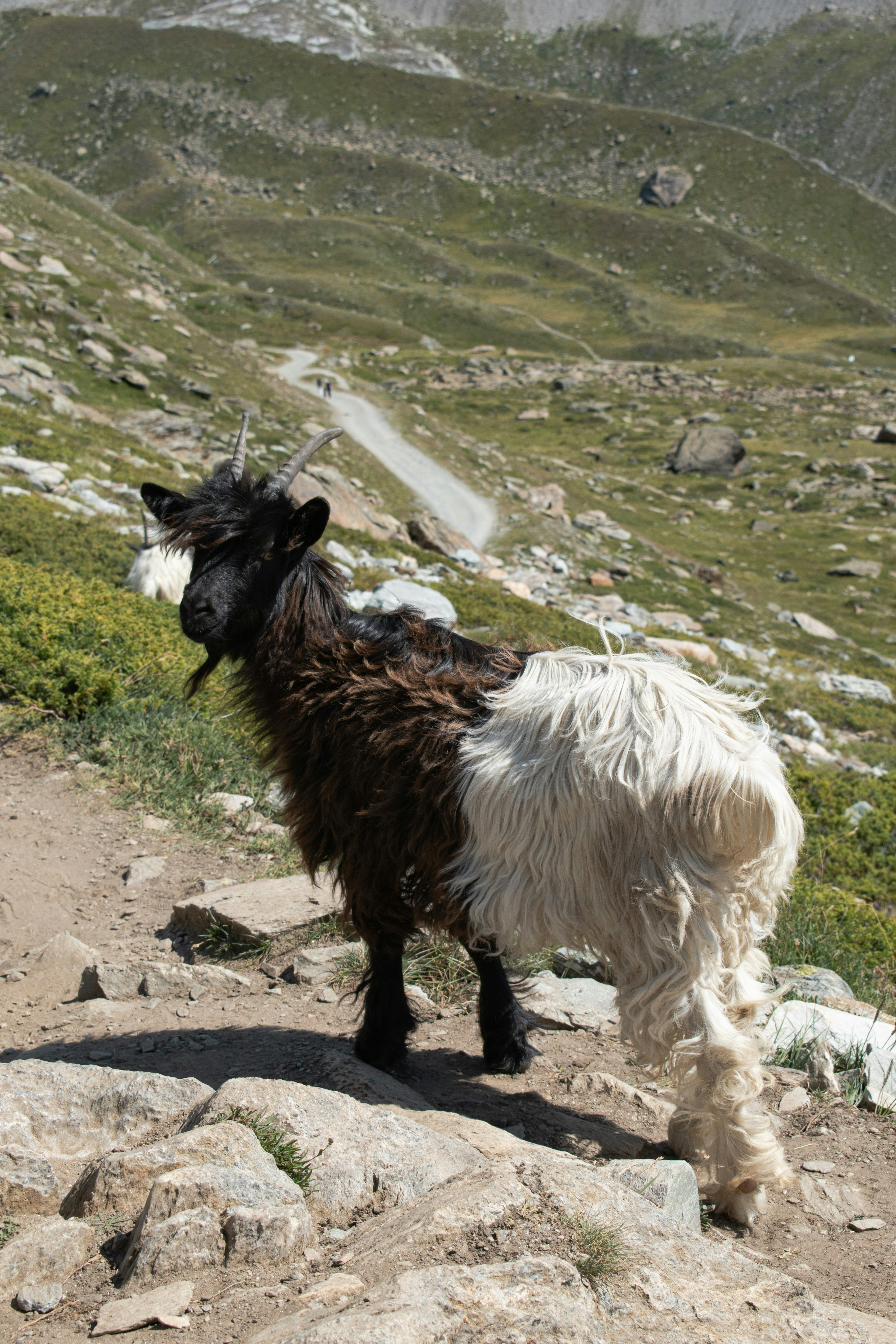 A mountain goat with a distinctive black and white coat stands on a rocky path, surrounded by lush greenery and rugged terrain.