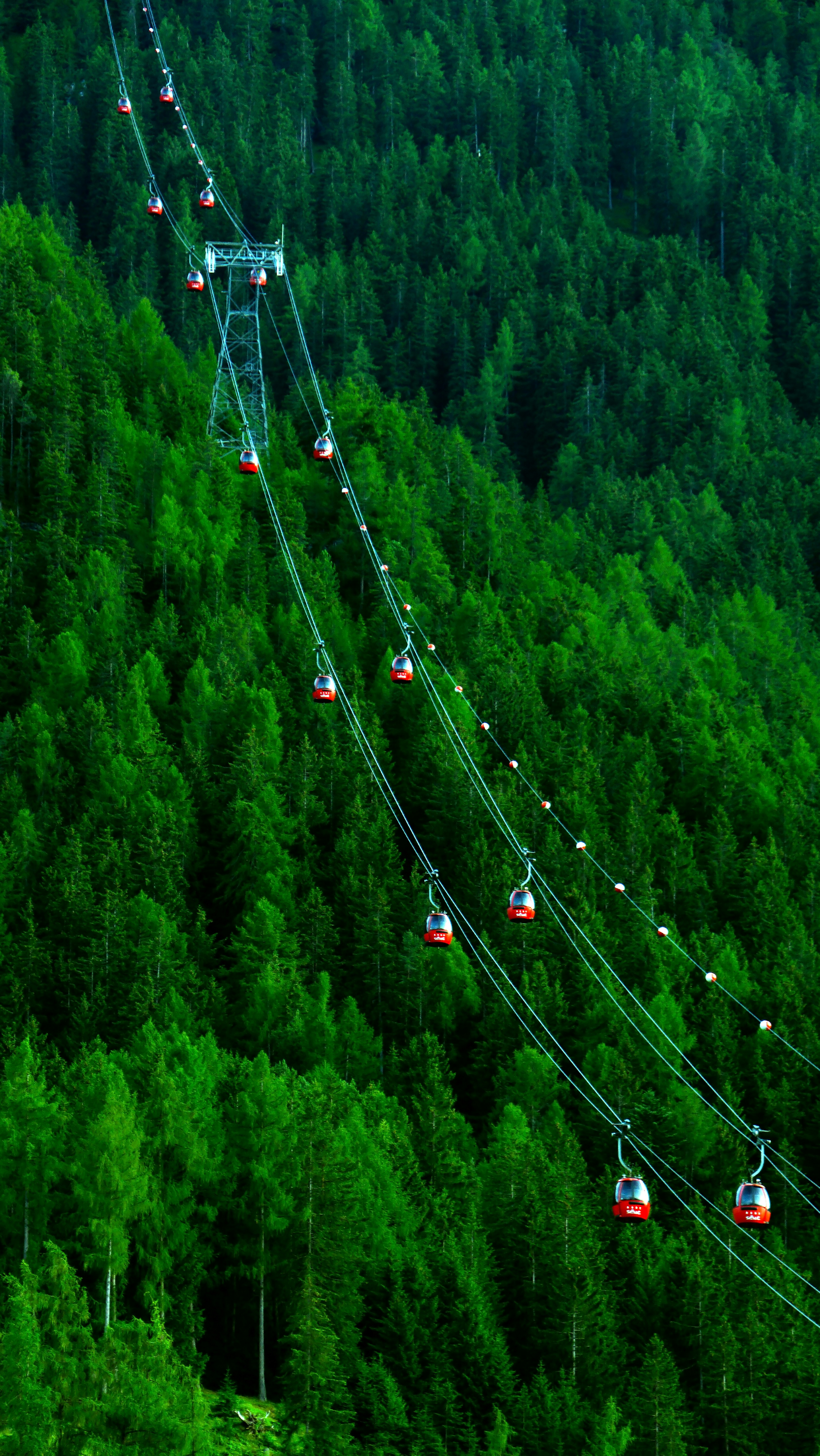 Red Gondolas Thread a Spine Through the Emerald Forest