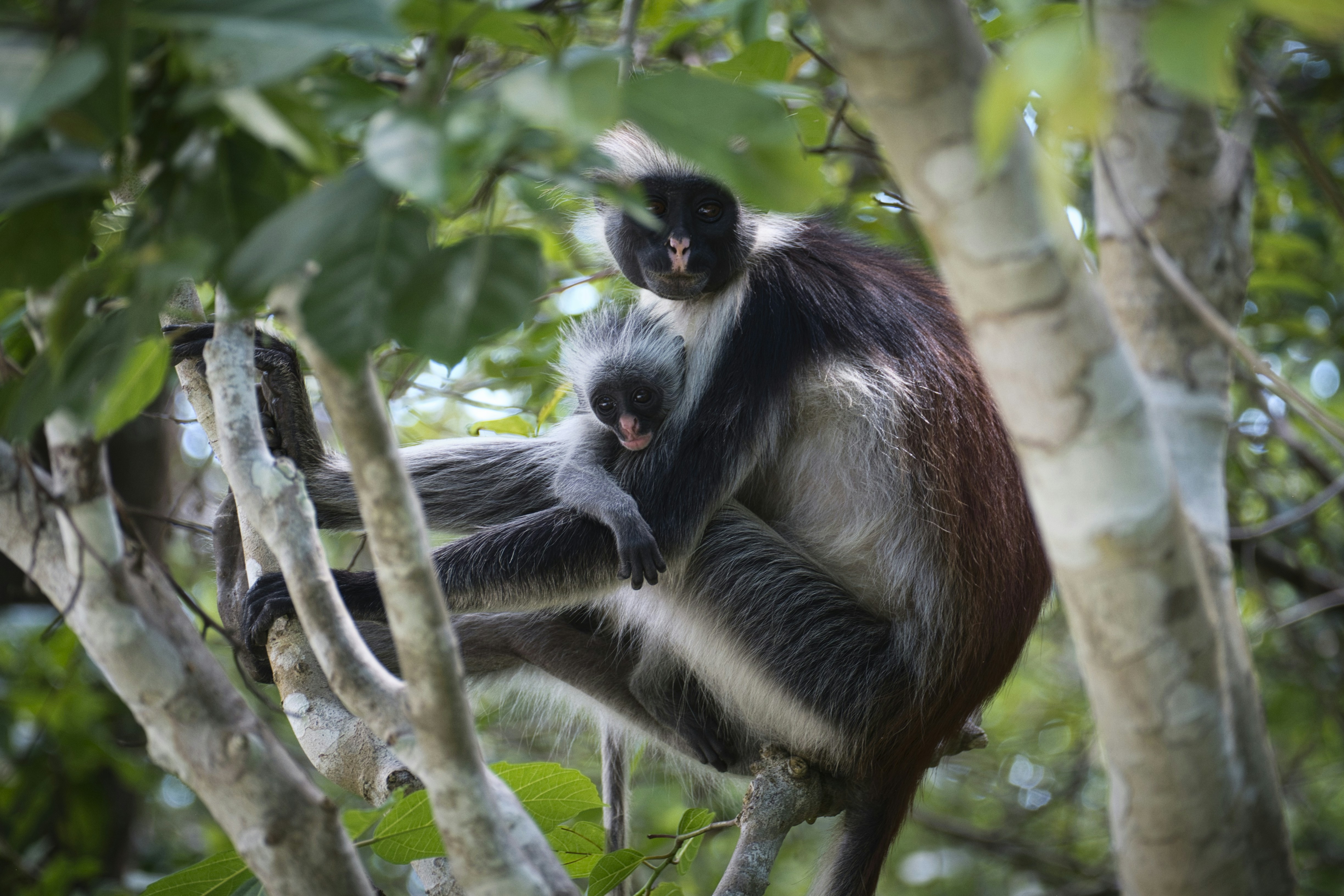 Black primate photo – Free Animal Image on Unsplash