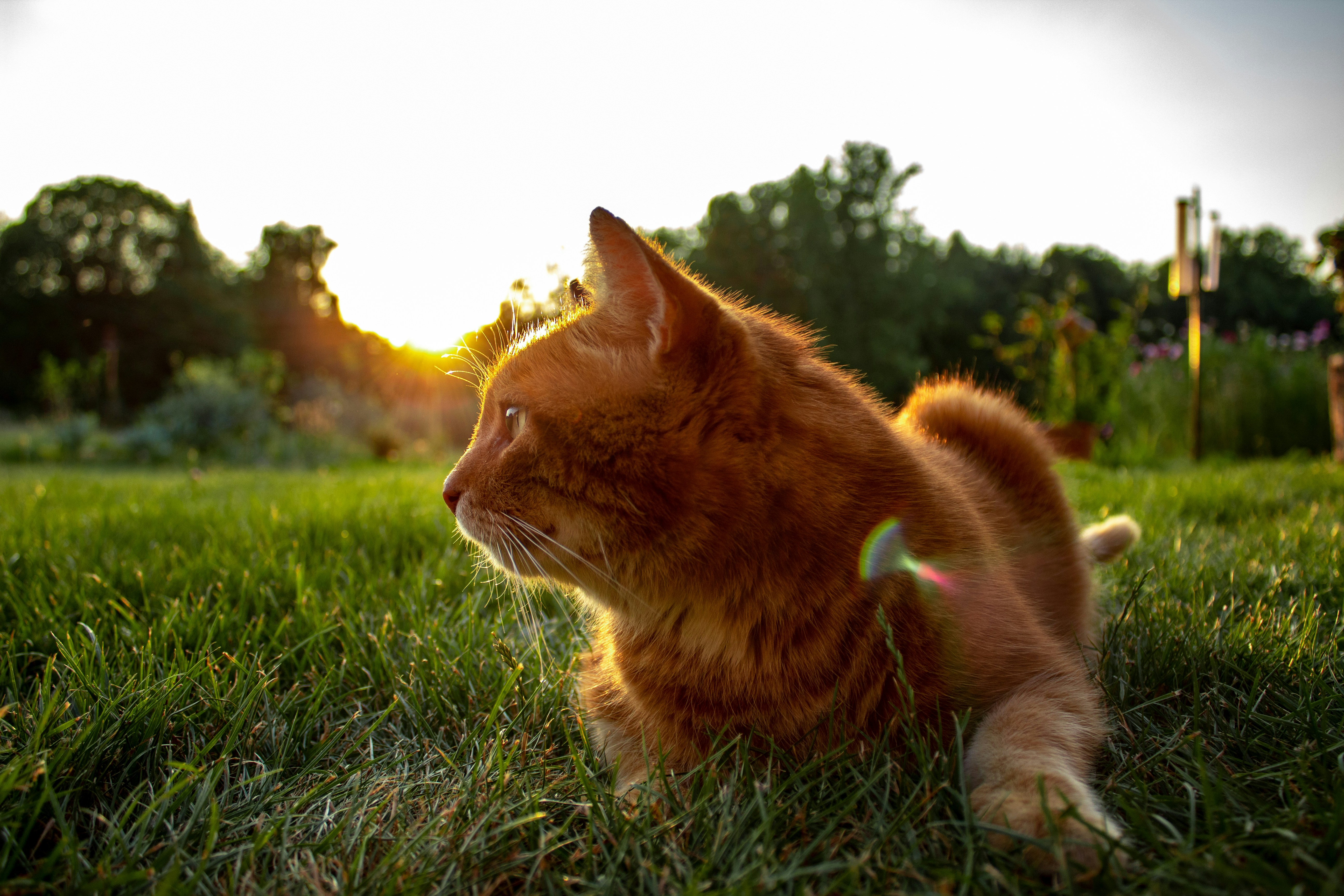 Cat Nature Pictures | Download Free Images on Unsplash