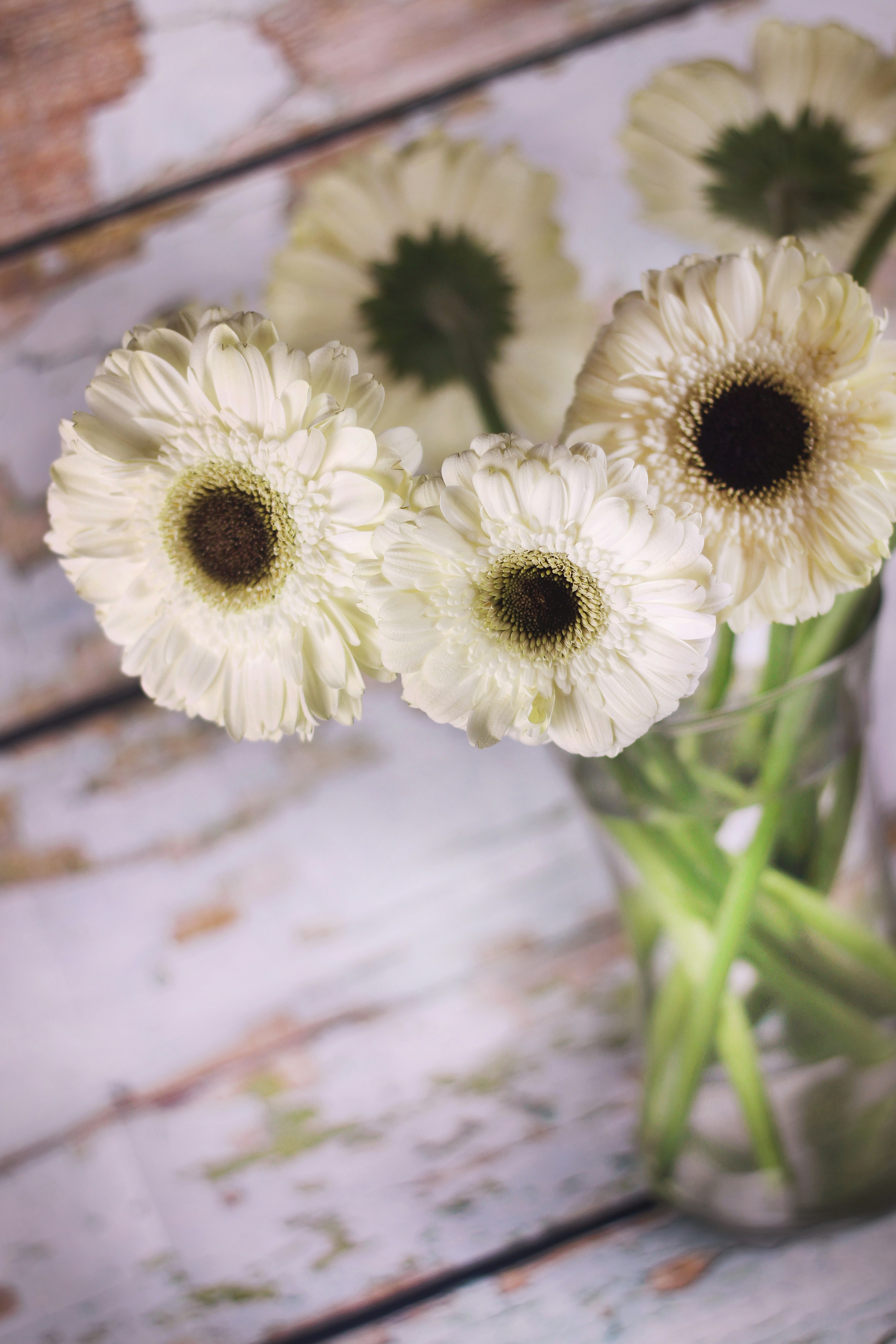 Dainty Pale Gerberas in a Glass Vase Against Weathered Wood
