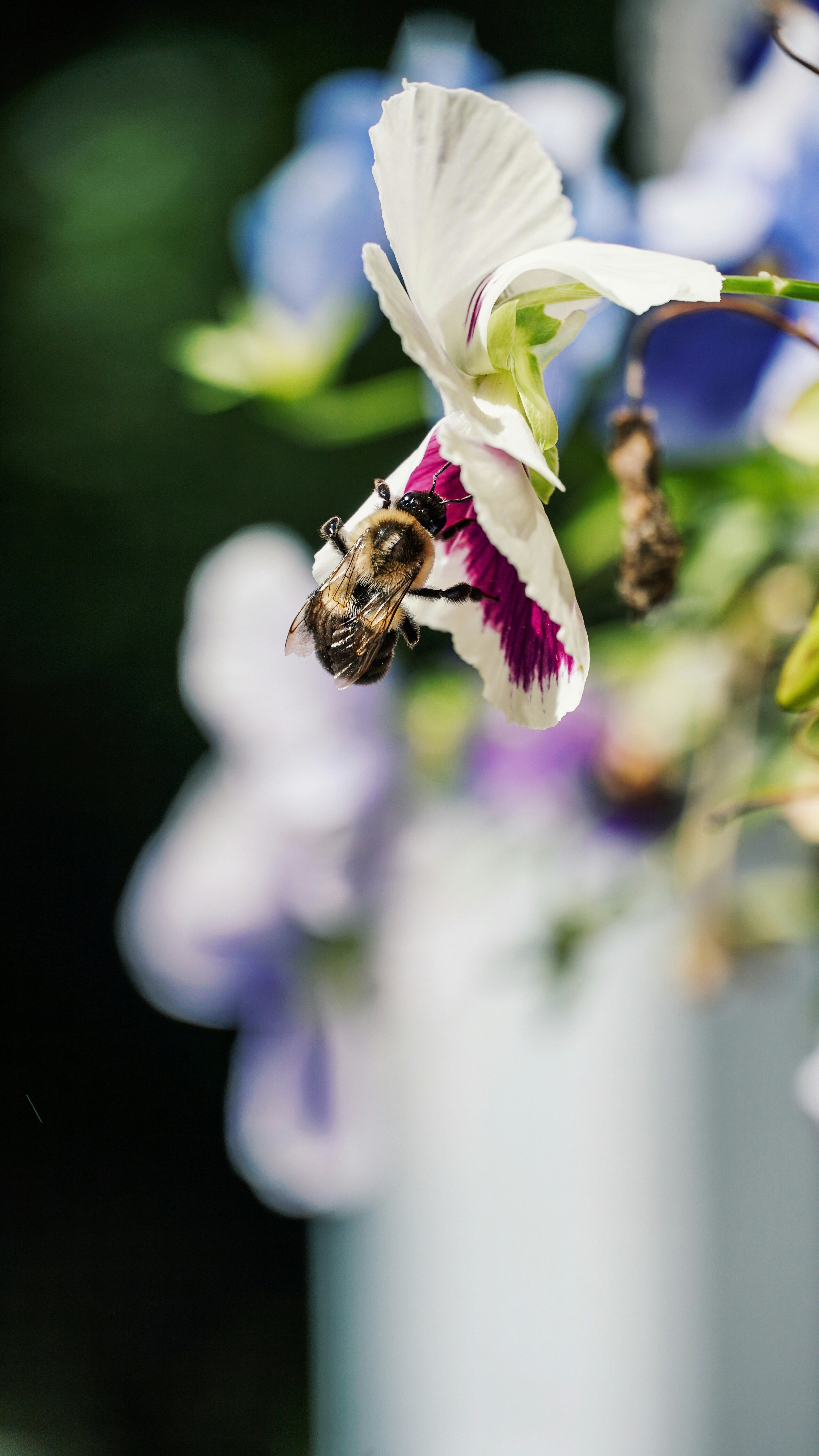 Buzz on the White Iris: a diligent bee clings to a violet-tipped bloom
