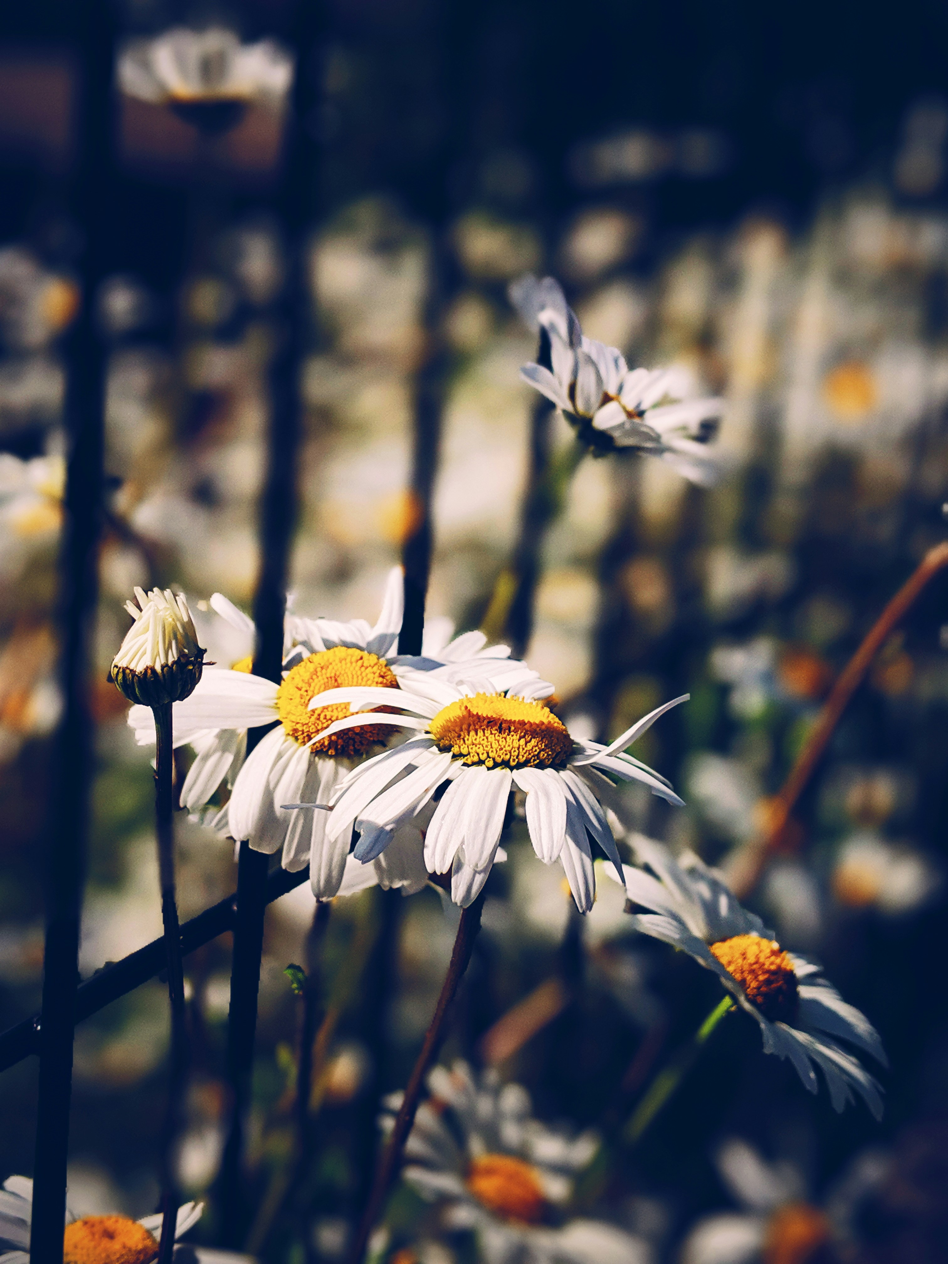 Daisy Chorus in Rusted Spring Light