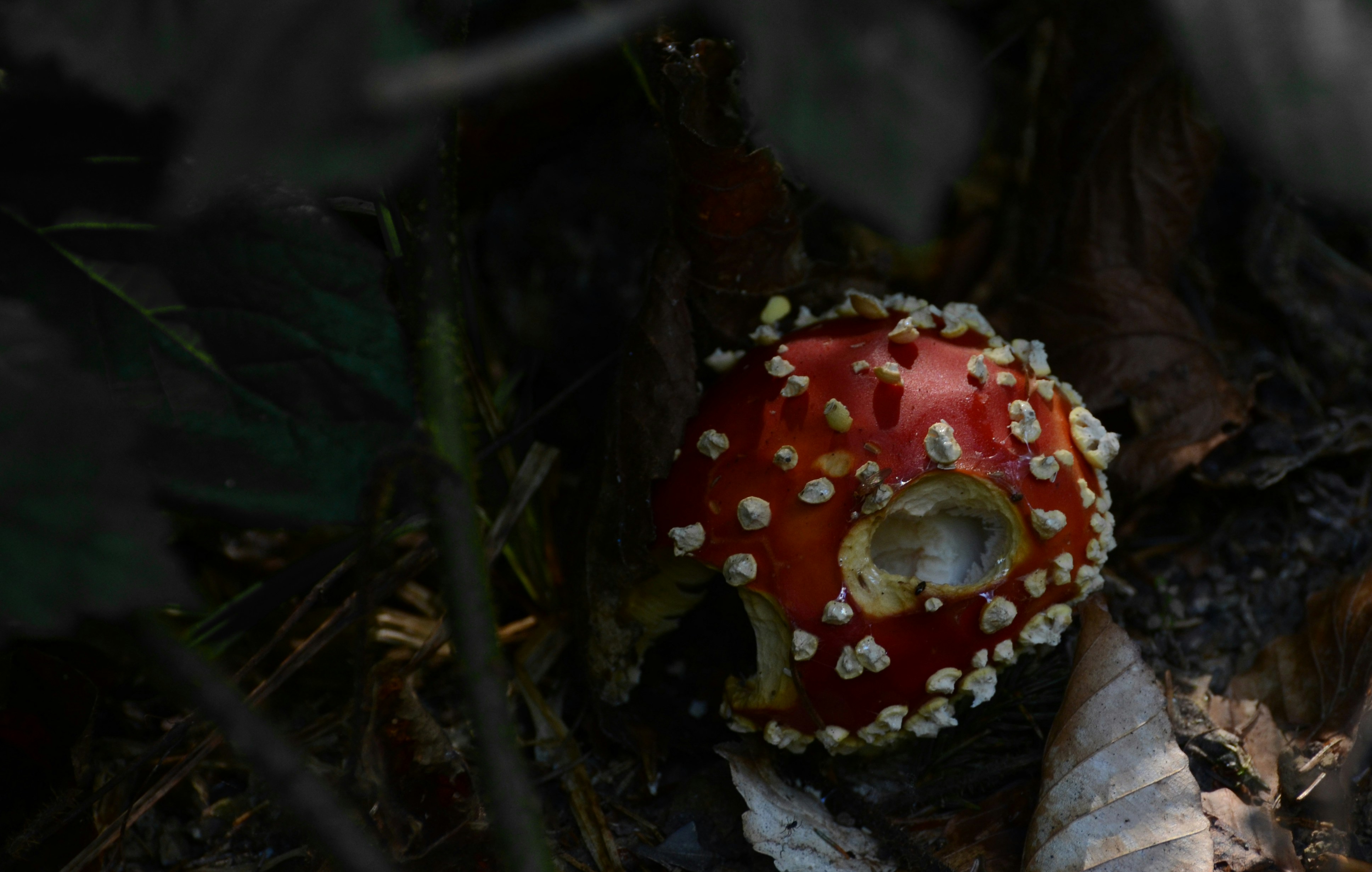 Nature's Daring Red Gem