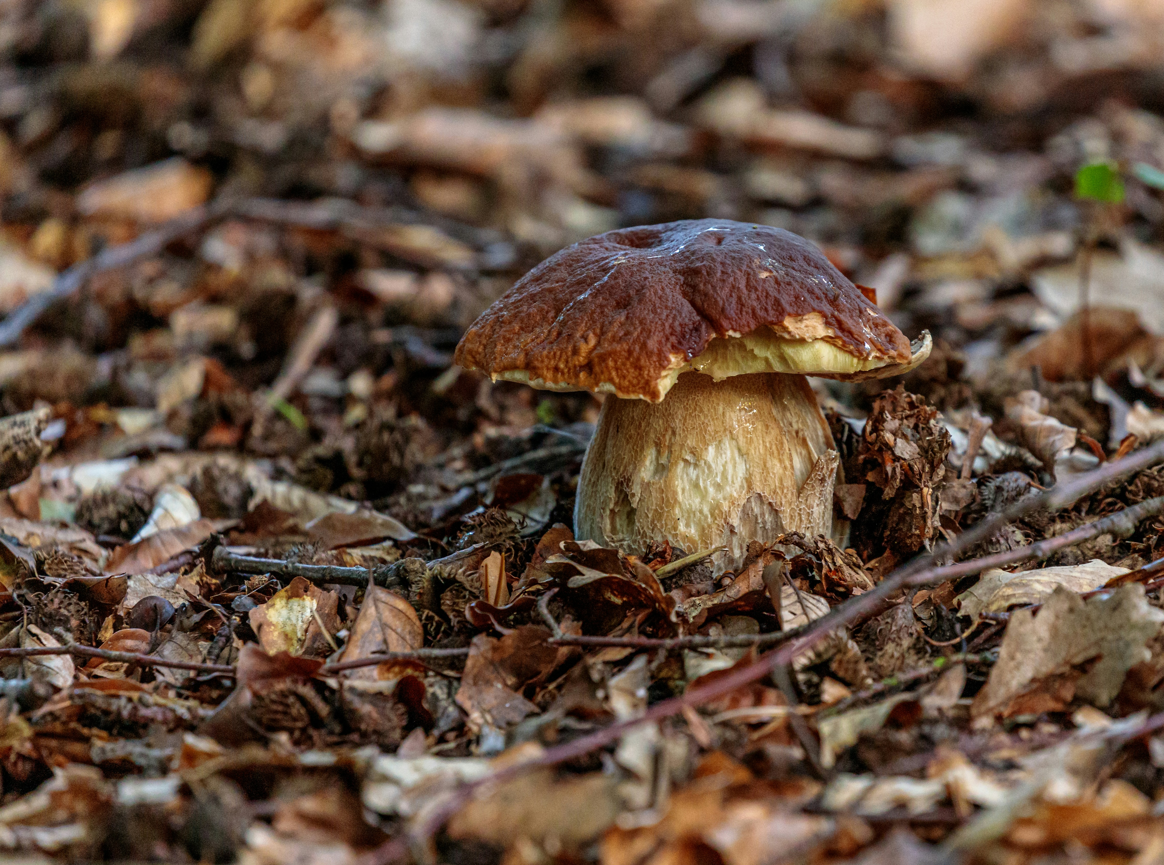 Mushroom Sentinel Rising From a Bed of Fall Debris