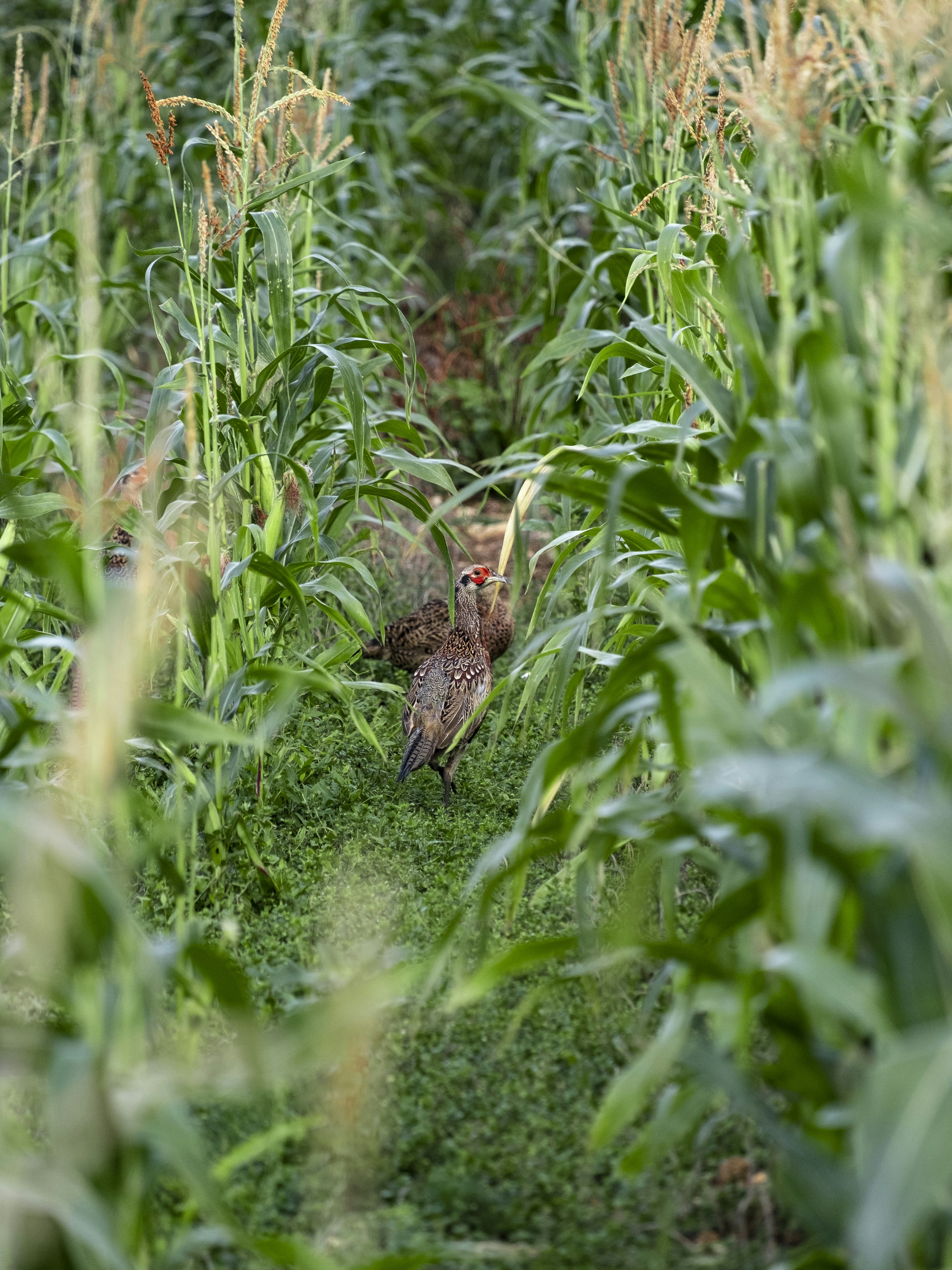 Red-faced pheasant in a quiet cornfield corridor
