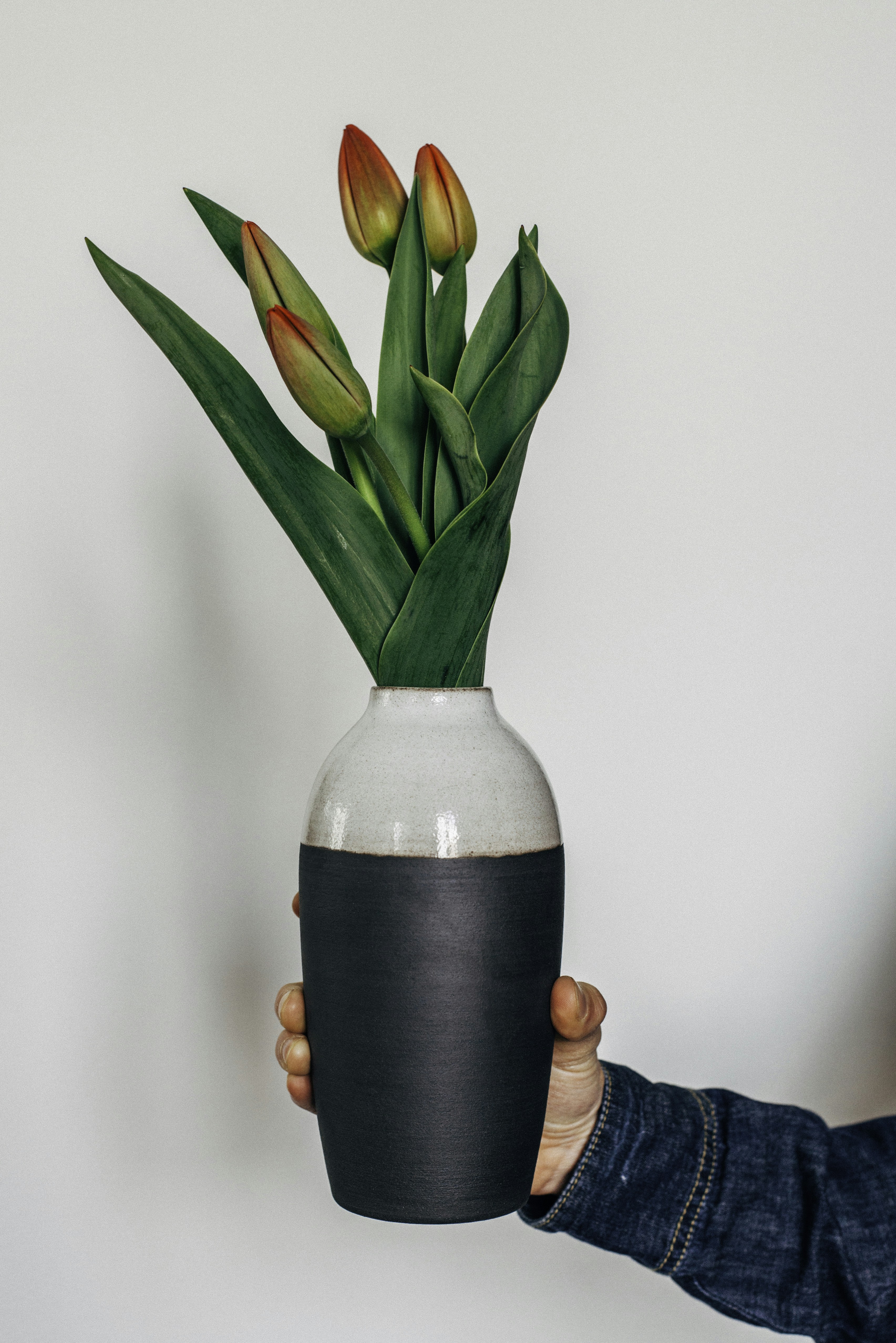 Tulips in a Two-Tone Vase, Hand-Held Against a Quiet Wall