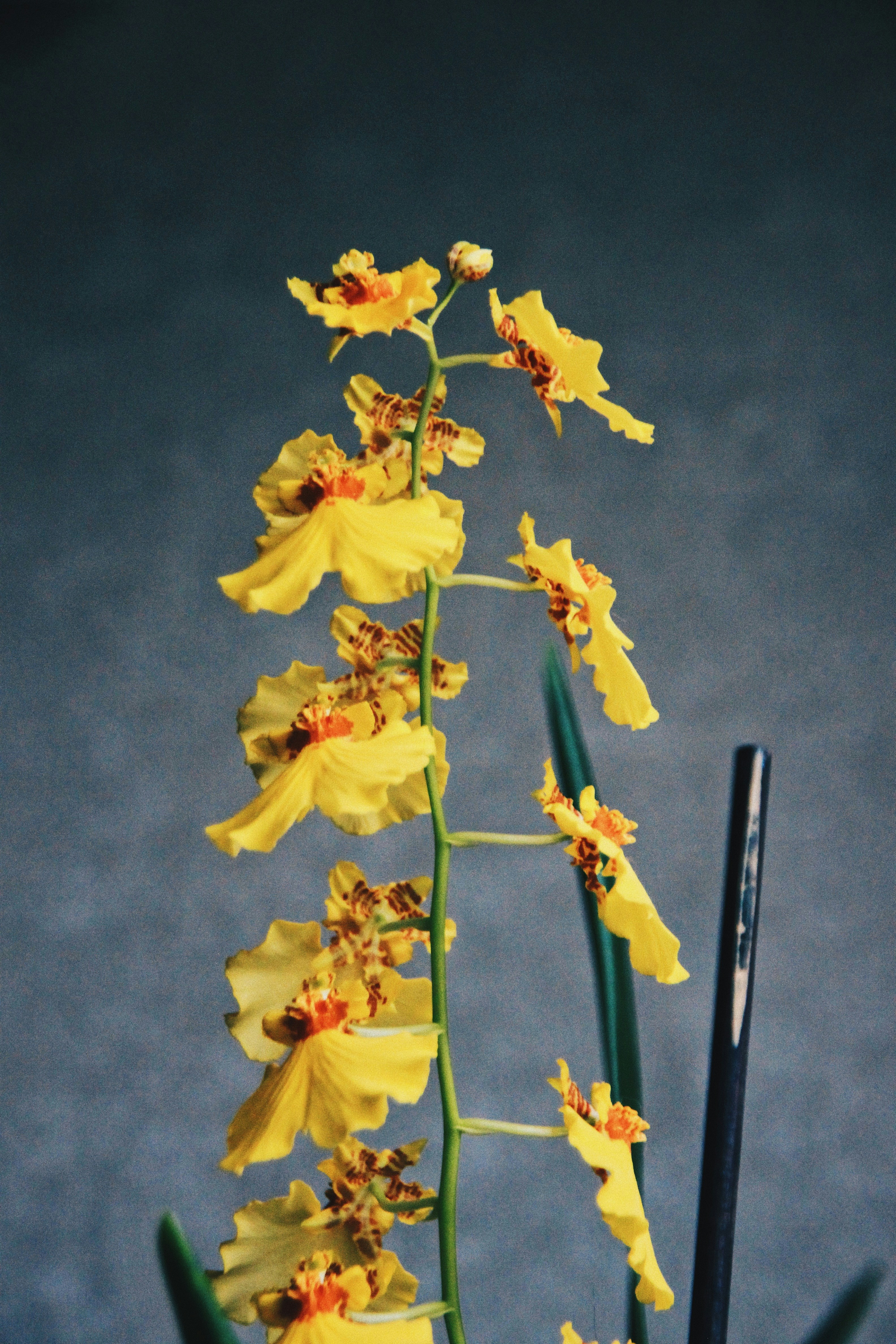 blooming yellow orchid flowersCARTIST