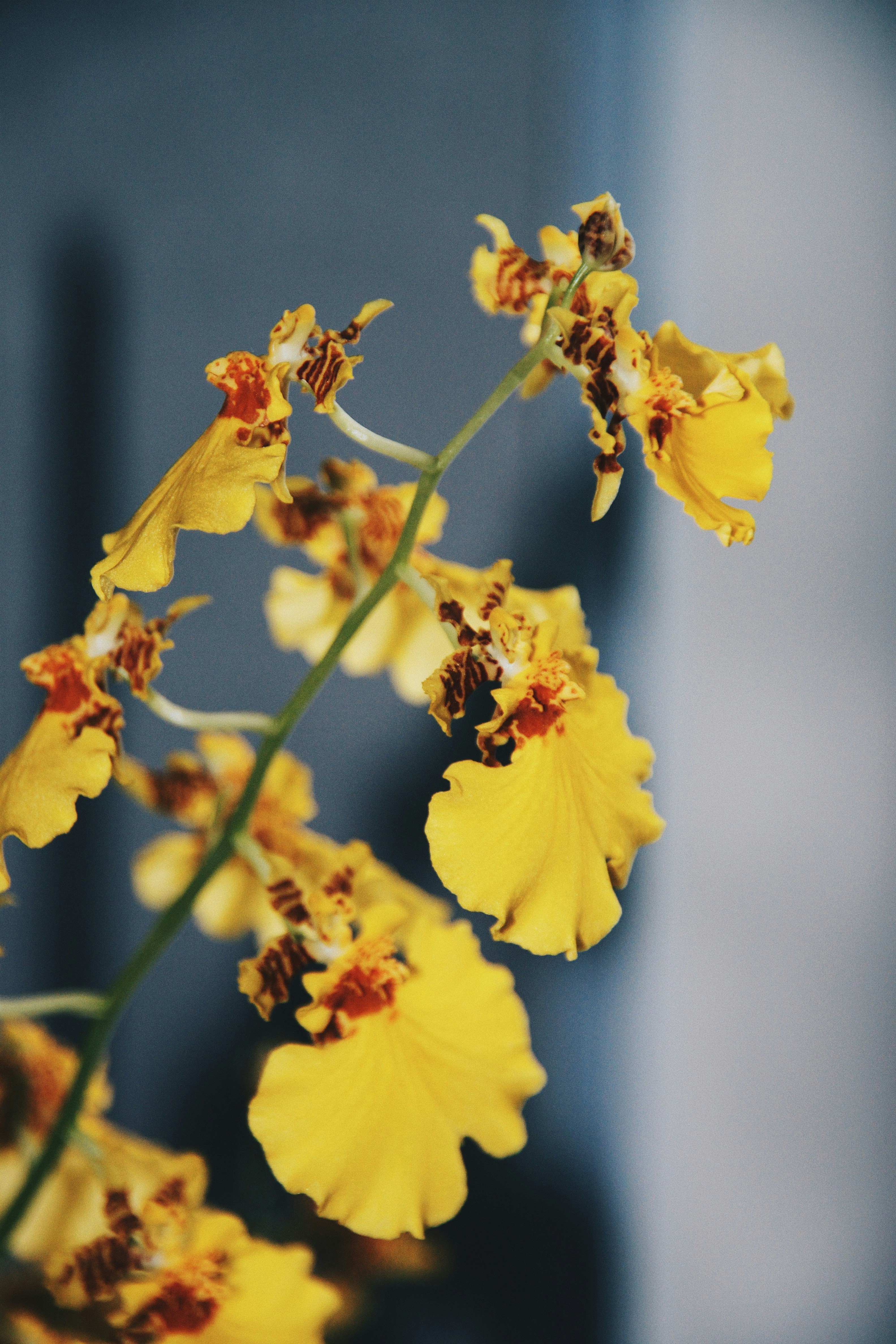 Yellow dancing lady photo – Free Riga Image on Unsplash