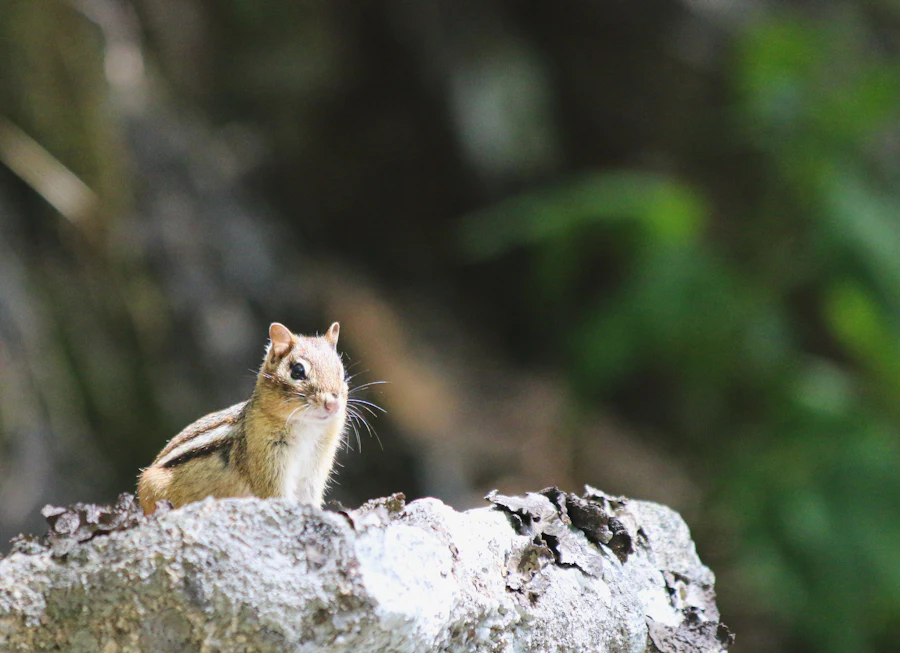 A small chipmunk sits on a pale, rough log with a soft green forest background. The animal is turned slightly to the side, with stripes and whiskers clearly visible.
