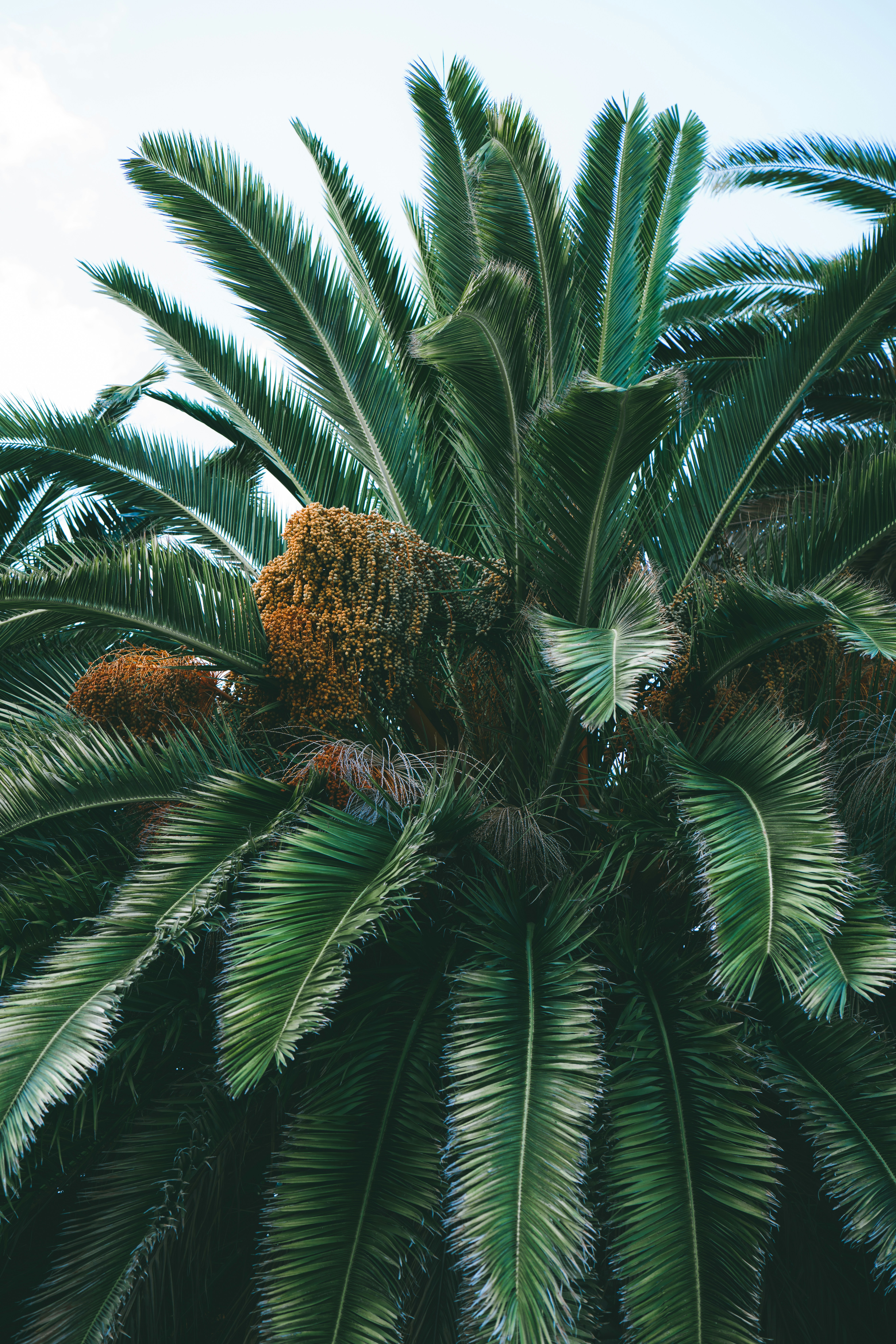 Emerald Crown: Palm Fronds Framing a Sunlit Canopy