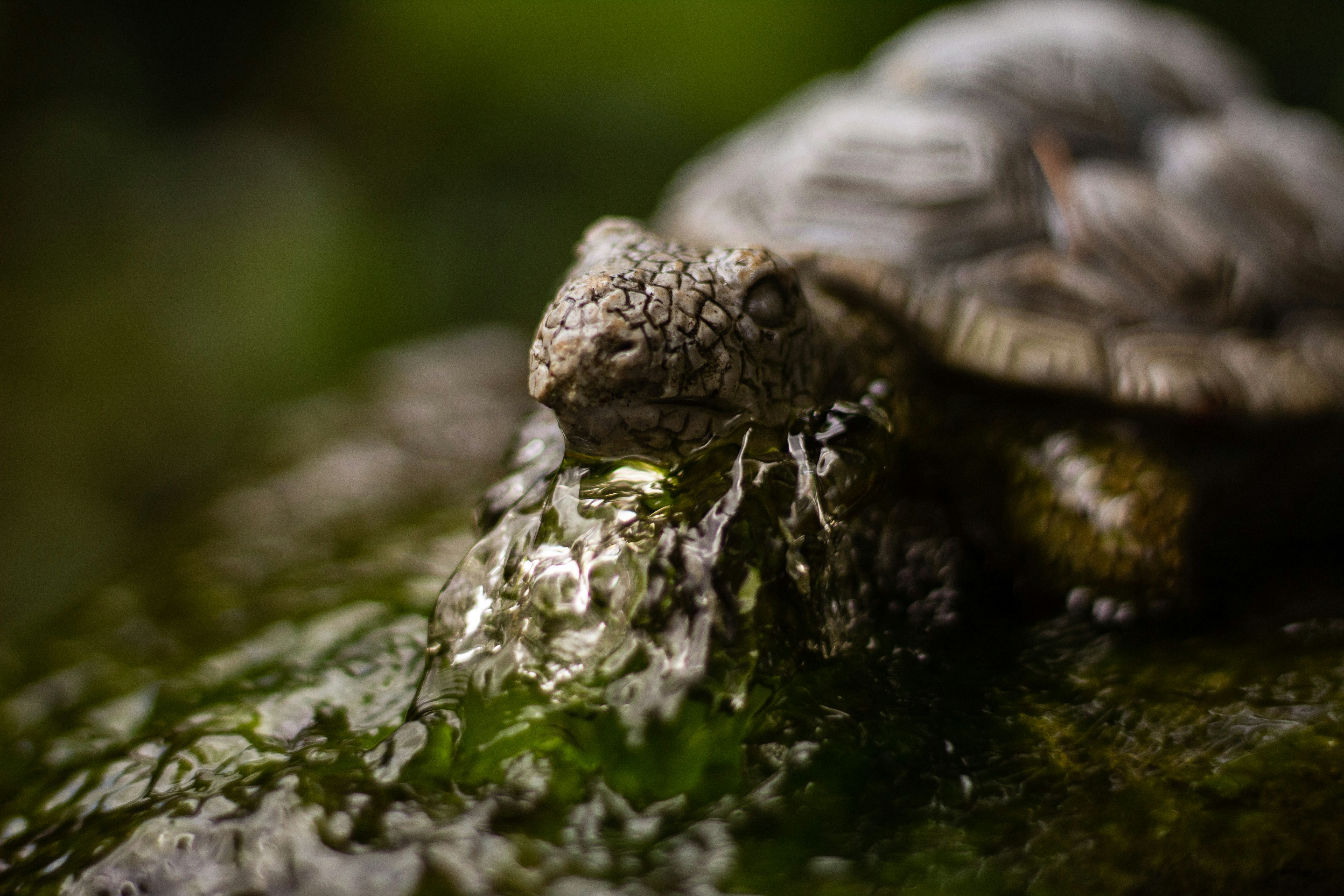 Close-up of a Weathered Tortoise in Mossy Light