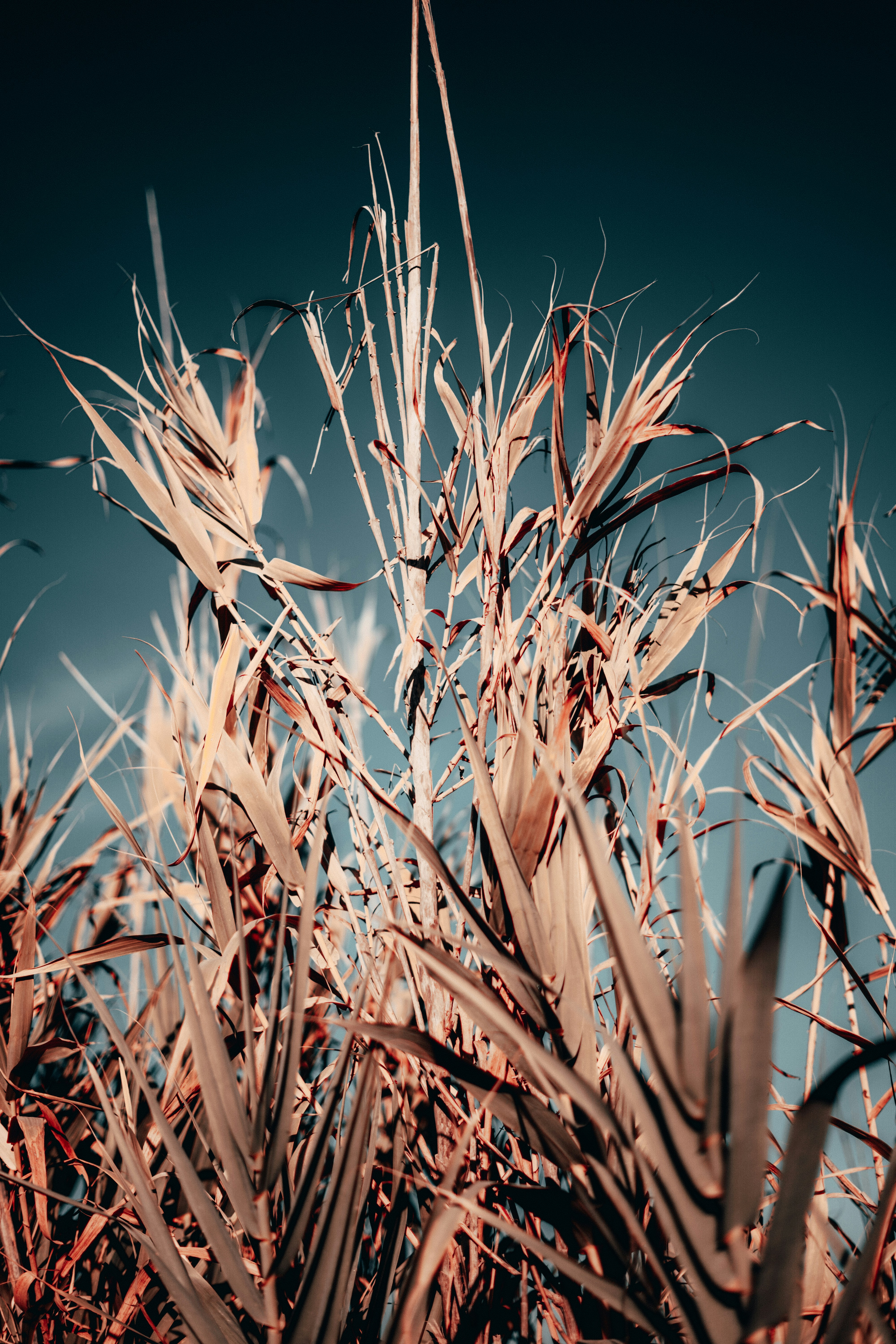 Beige plants photo – Free Nature Image on Unsplash