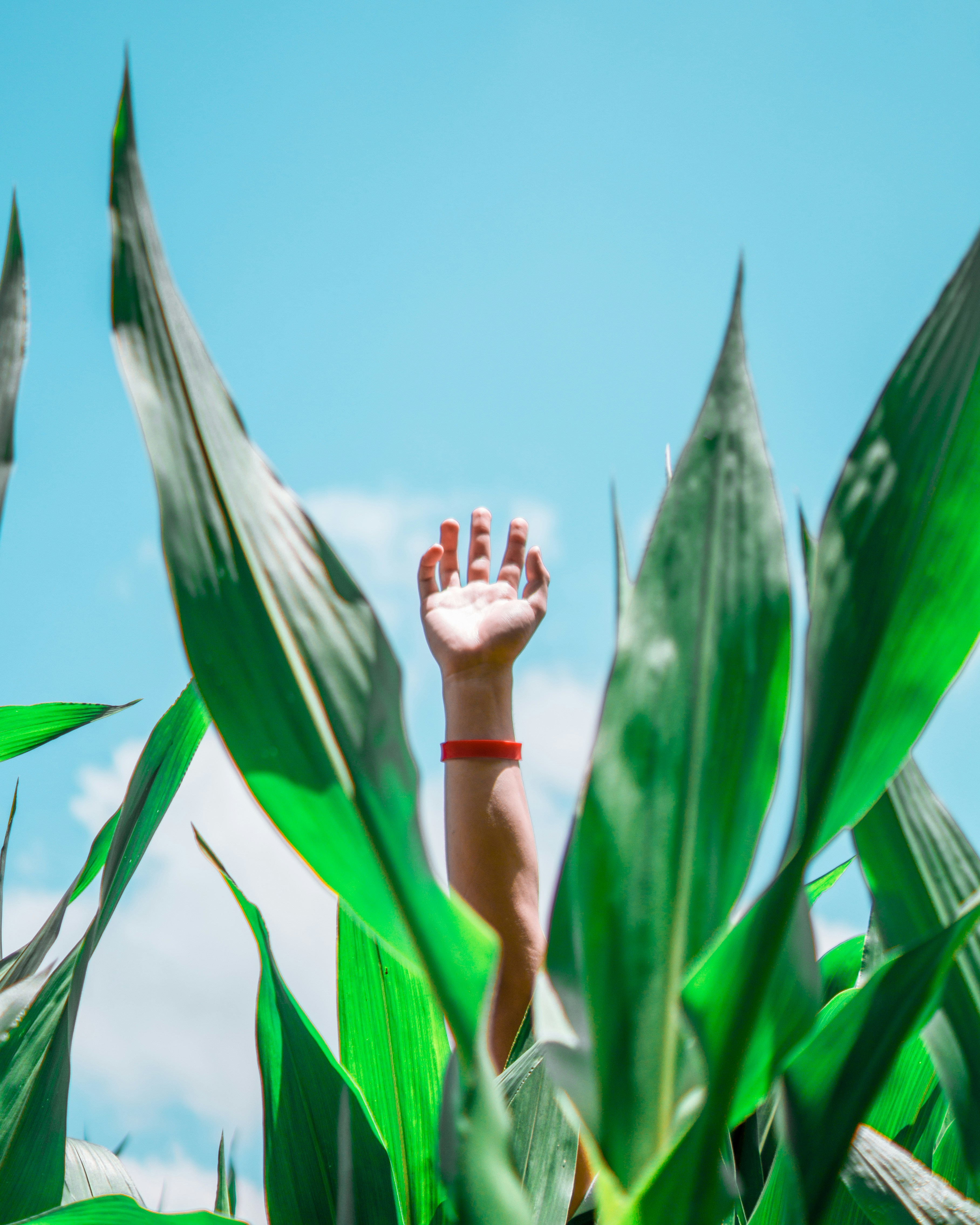 Hand emerging from lush green leaves against a clear blue sky.