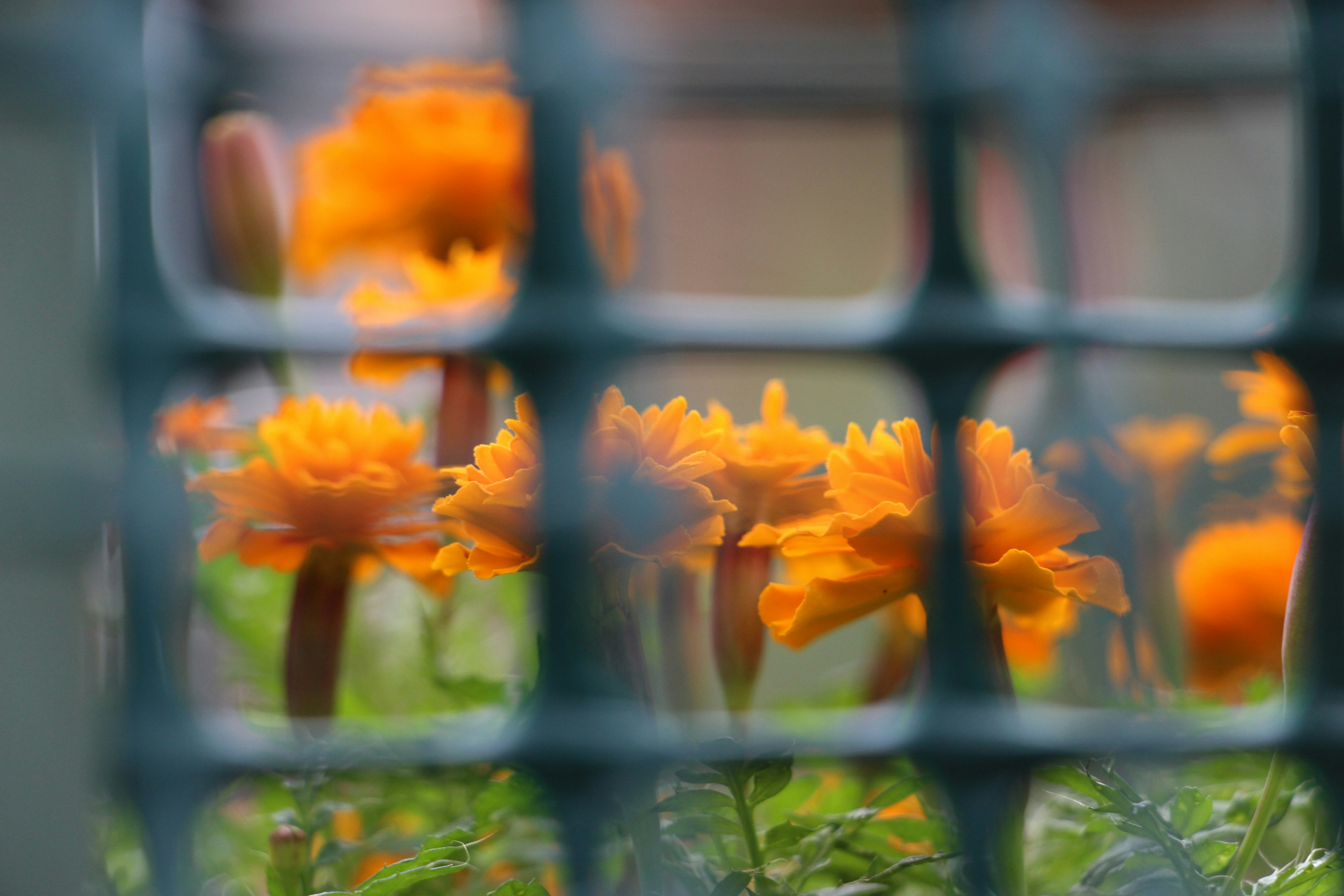 Marigolds Behind a Woven Frame: Color Pops Through Gridded Bokeh