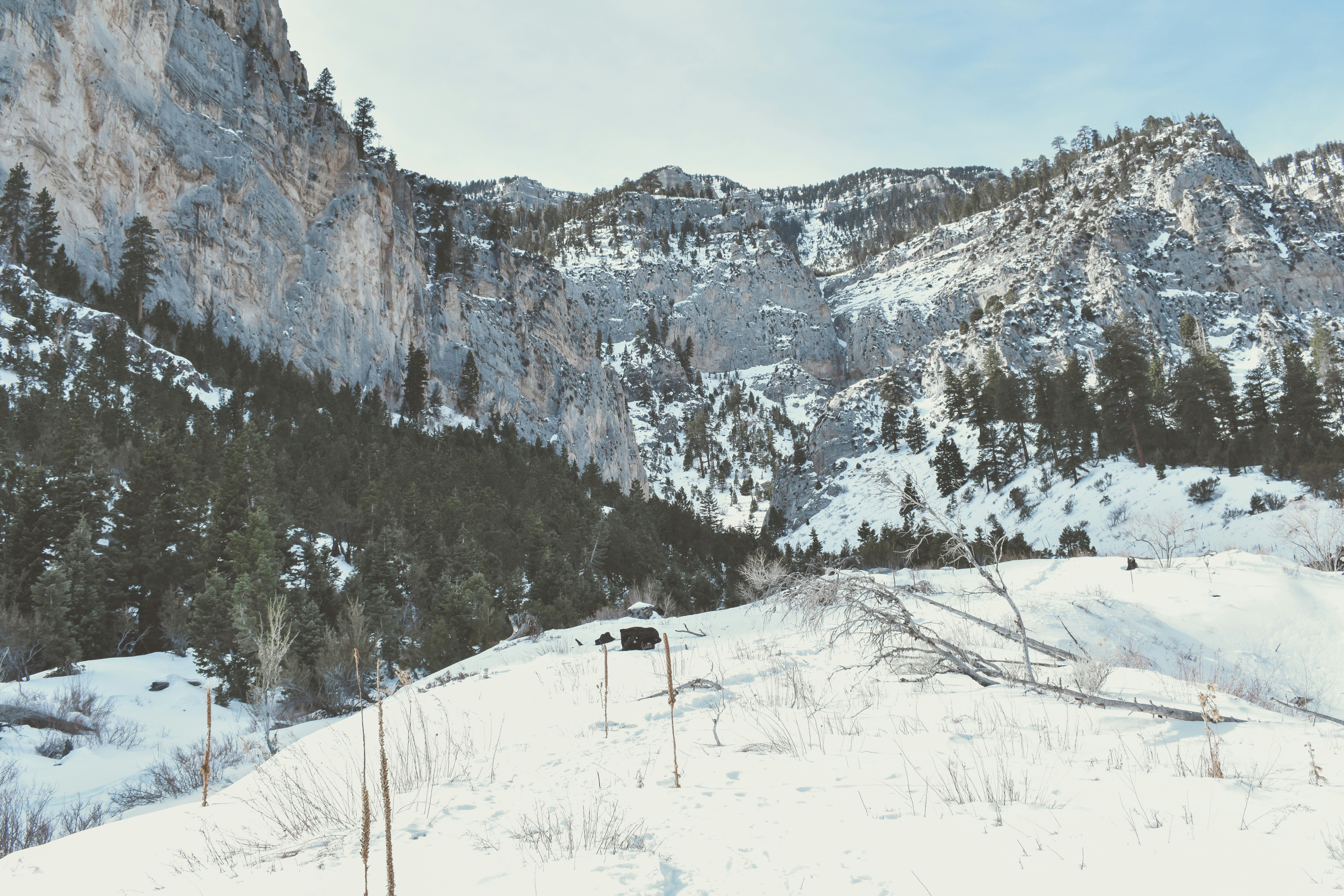 Snow-blanketed mountain landscape with pine trees and rugged cliffs under a clear sky.