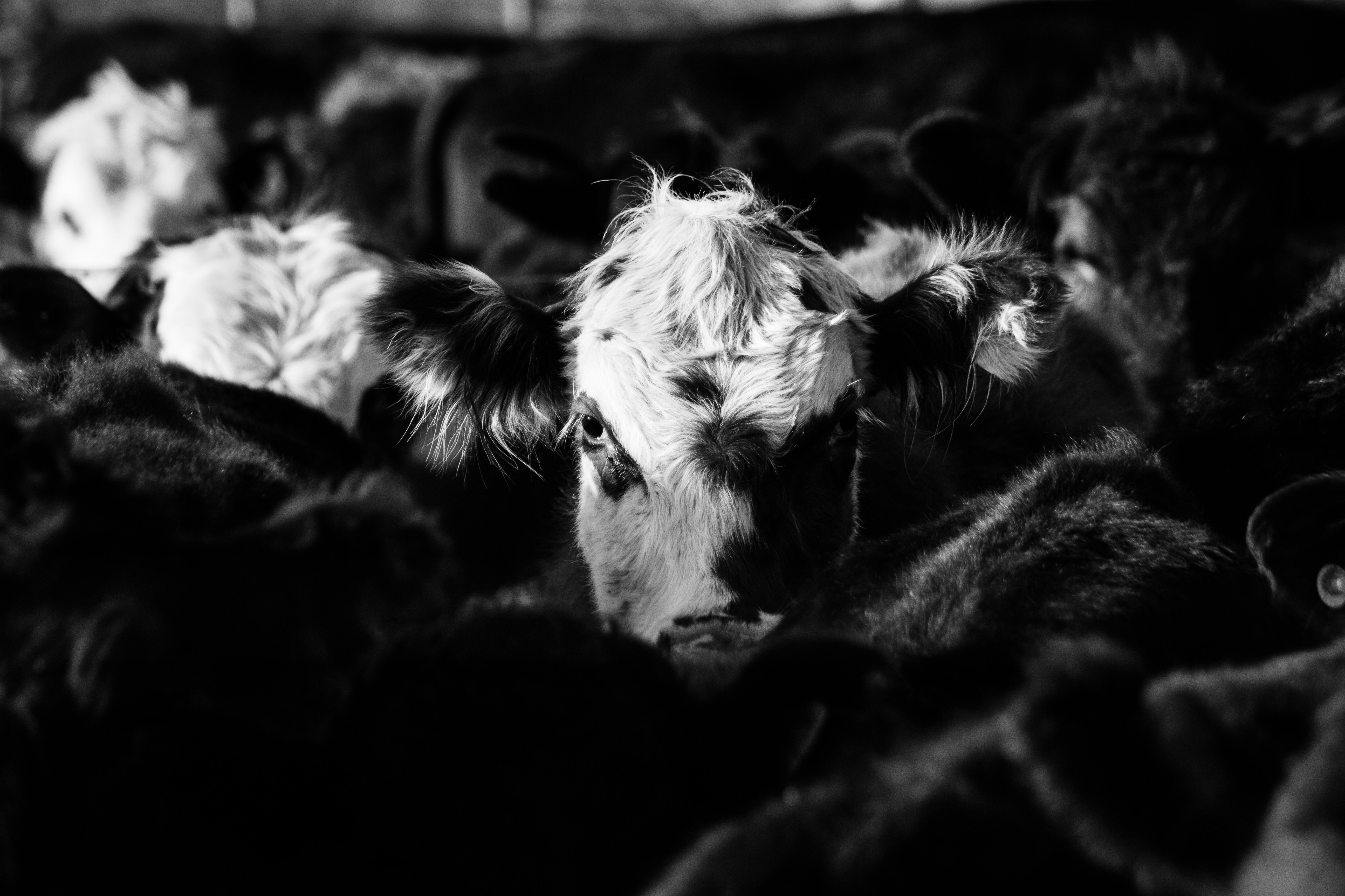 A young calf gazes curiously amid a sea of dark silhouettes, capturing the essence of farm life in monochrome.