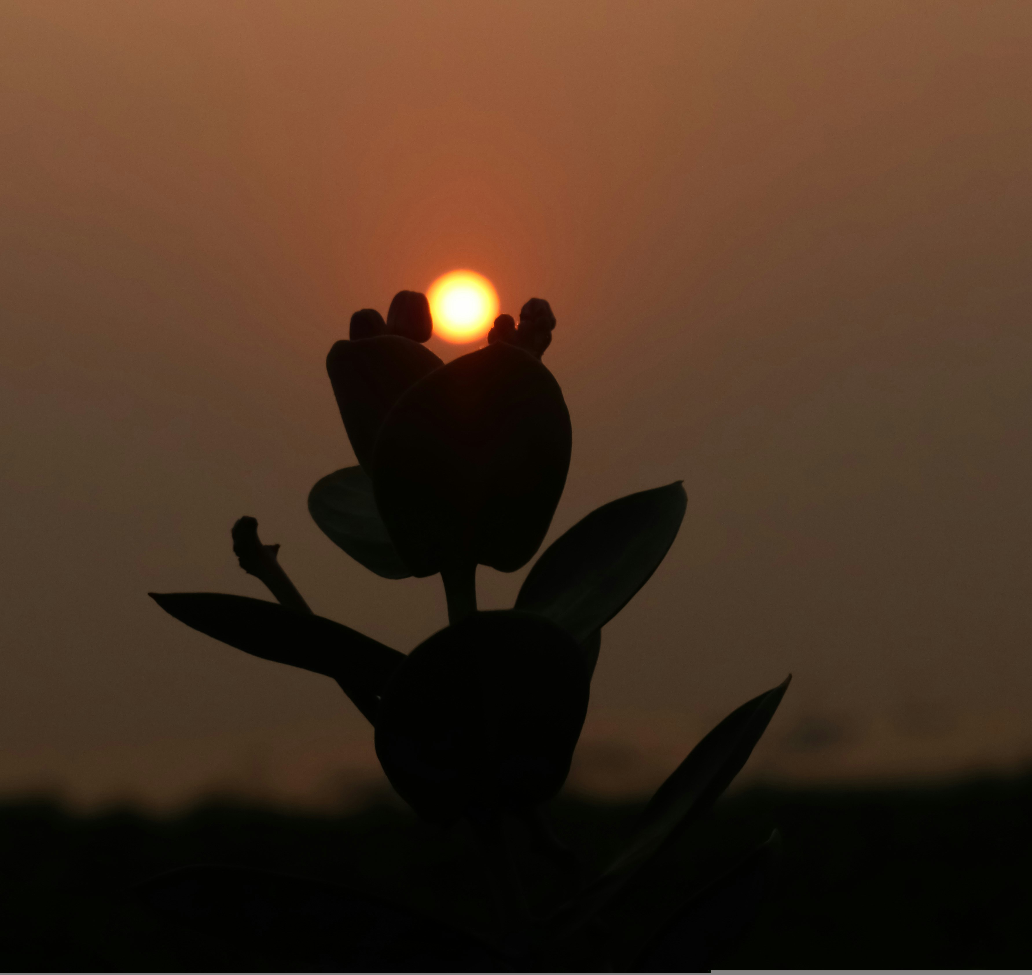 Crimson Halo Behind a Silhouette Blossom at Dusk