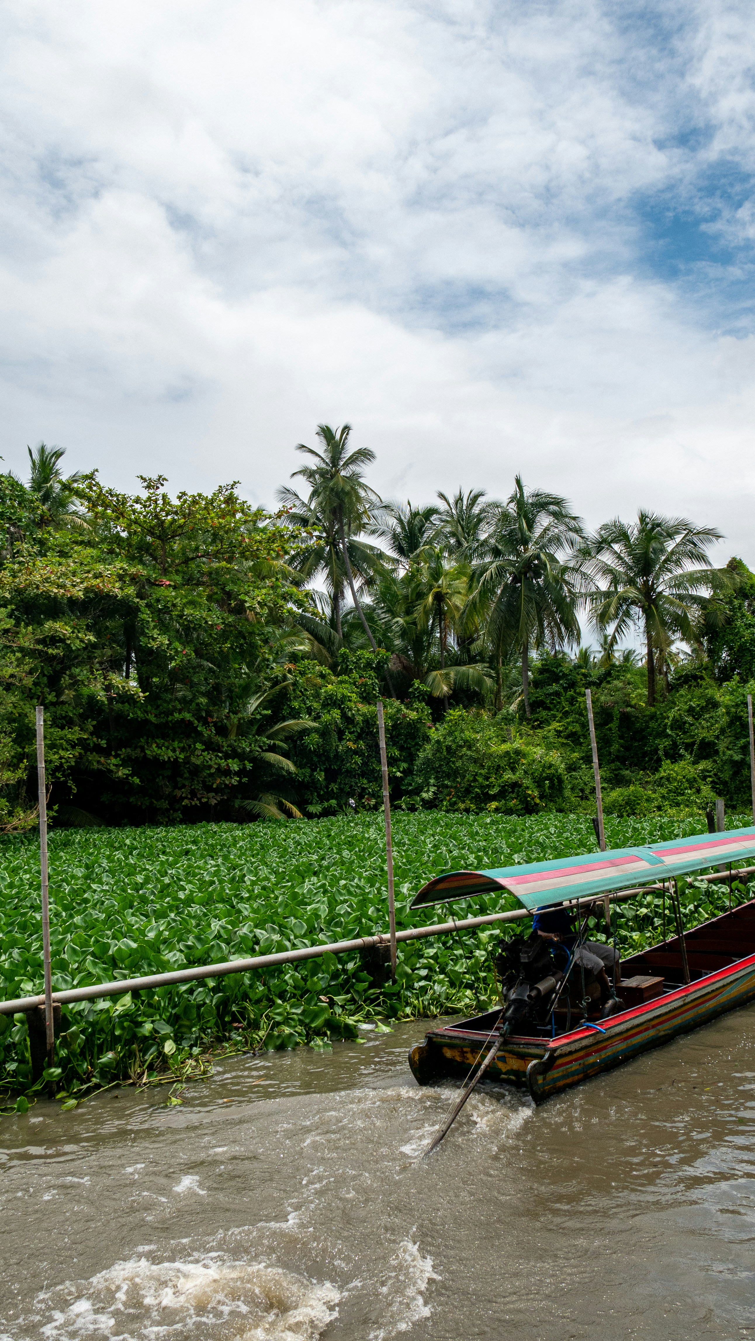 Longtail boat gliding through verdant waterways lined with vibrant greenery and palm trees. The tranquil scene captures the essence of rural aquatic life.
