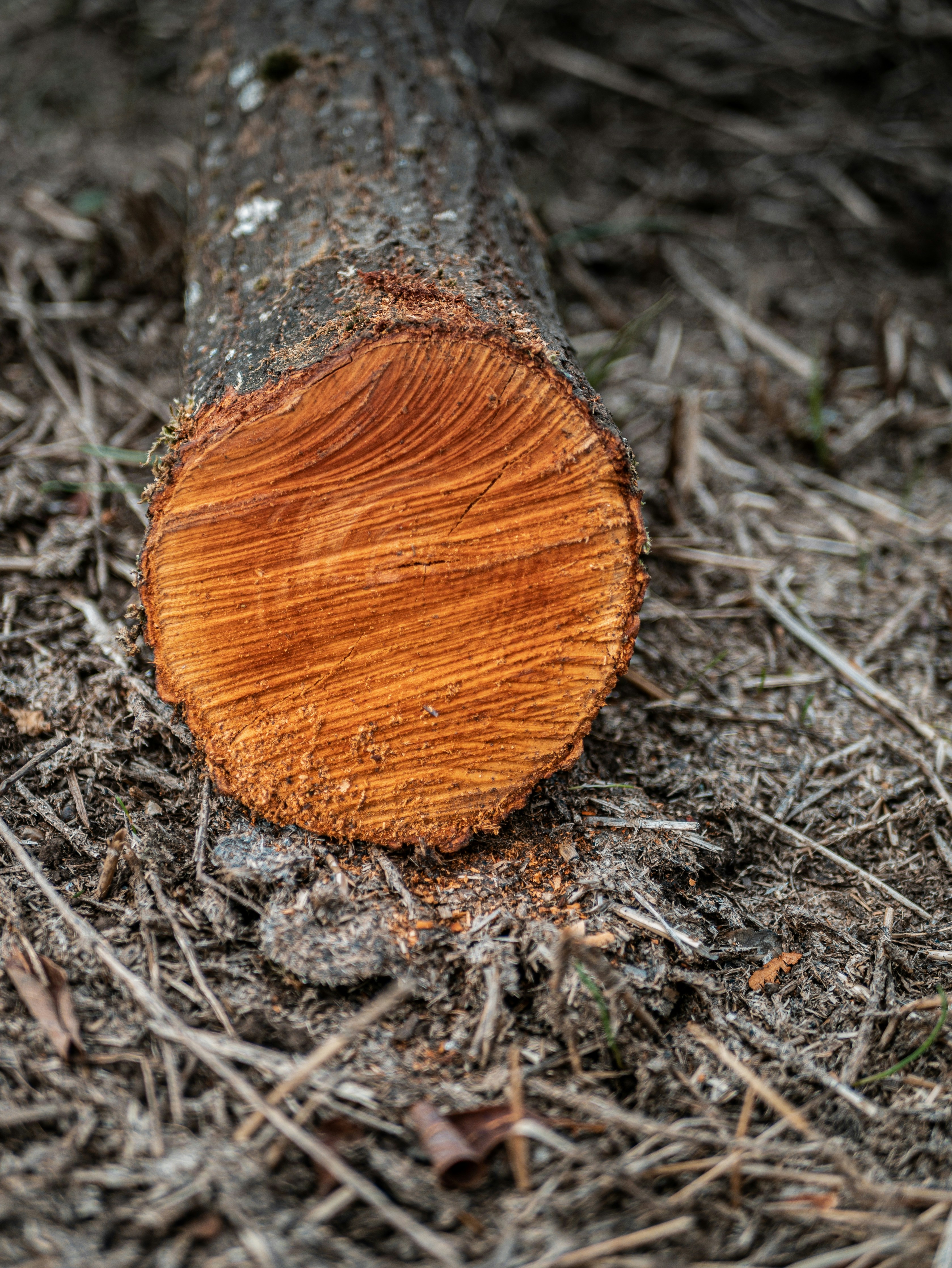 End-grain Portrait: freshly cut pine log end on a bed of forest needles