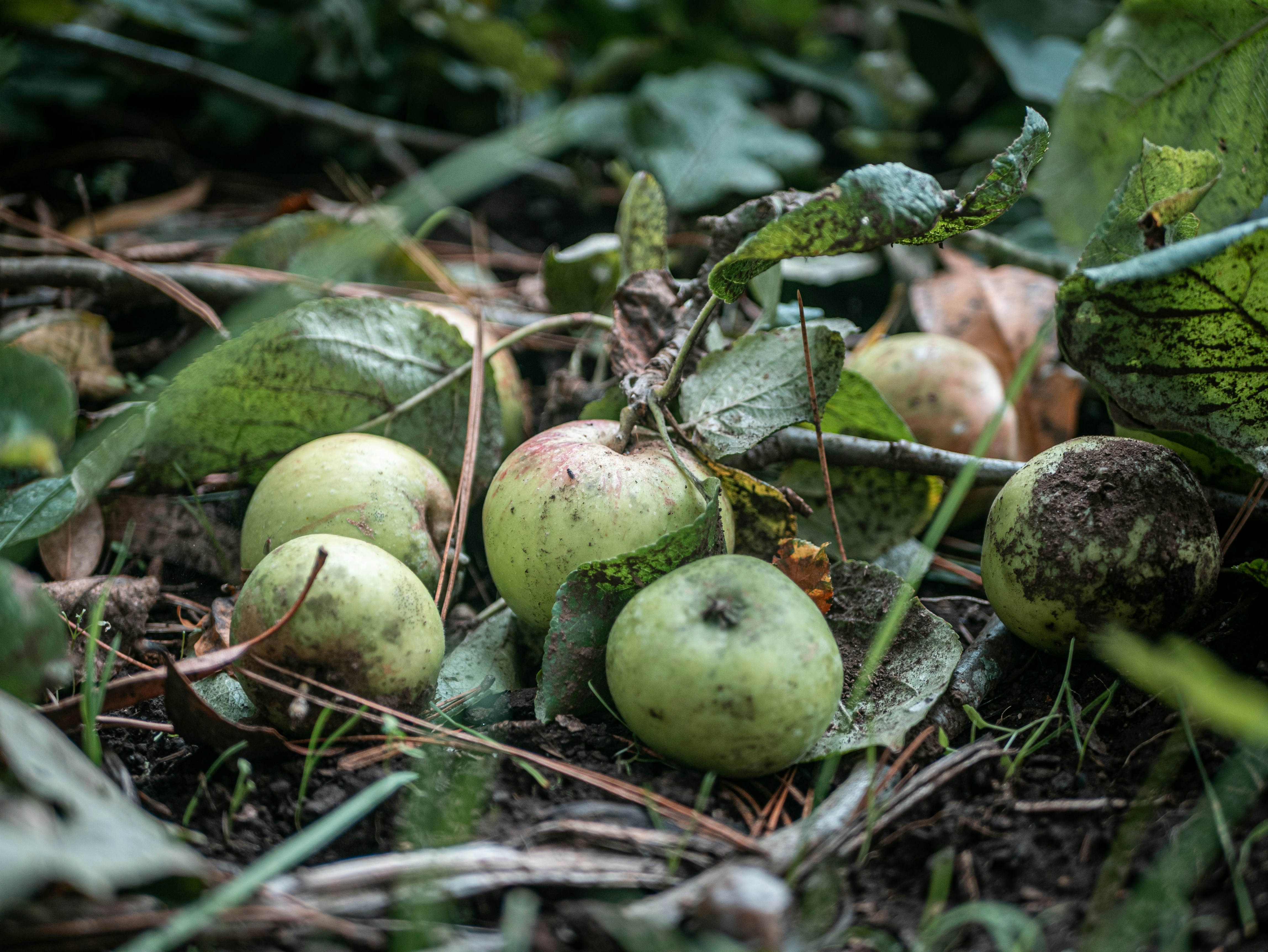 Emerald Apples in Leaf-Litter Still Life