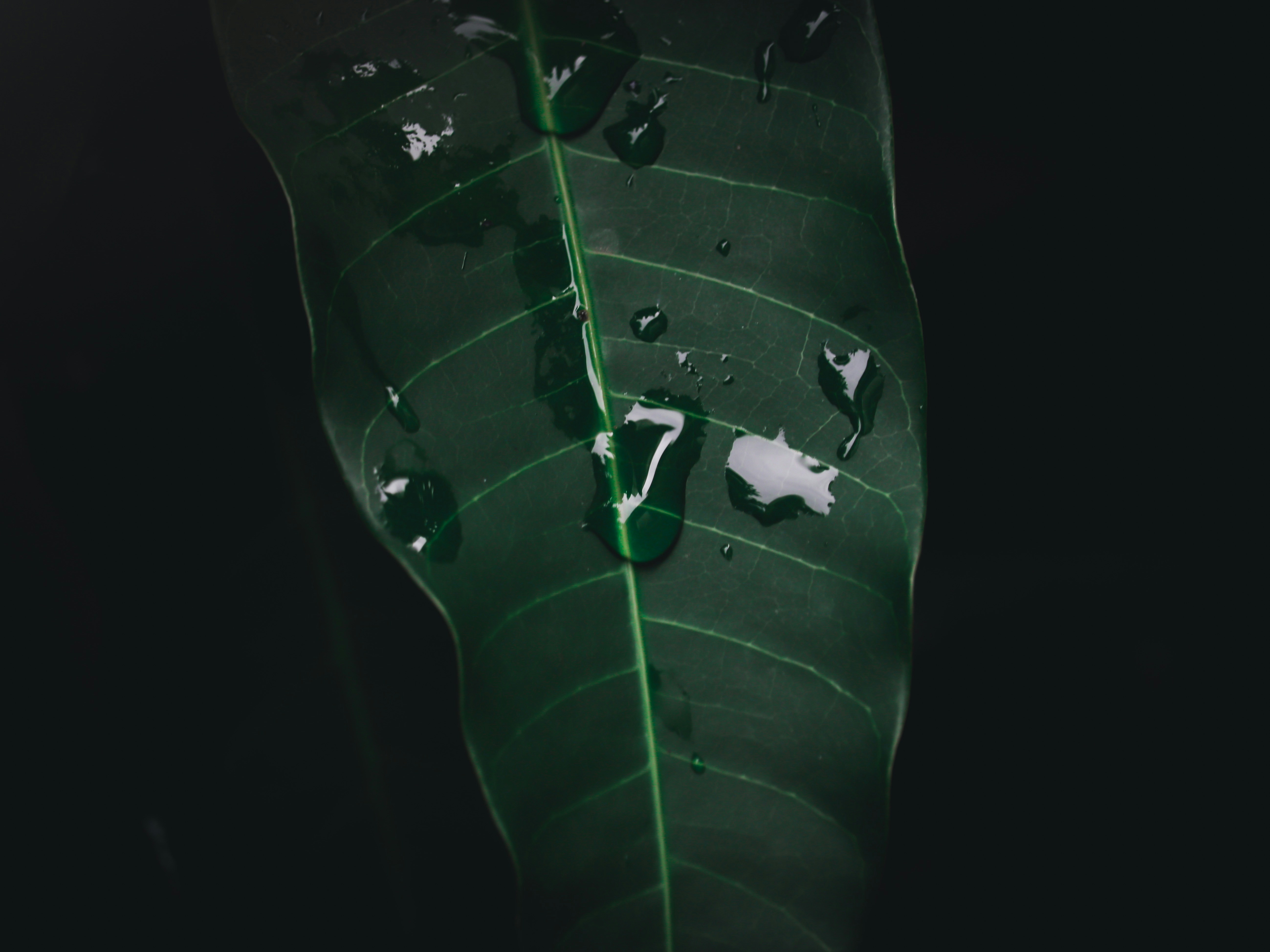 Nocturnal Dew on a Velvet Green Leaf