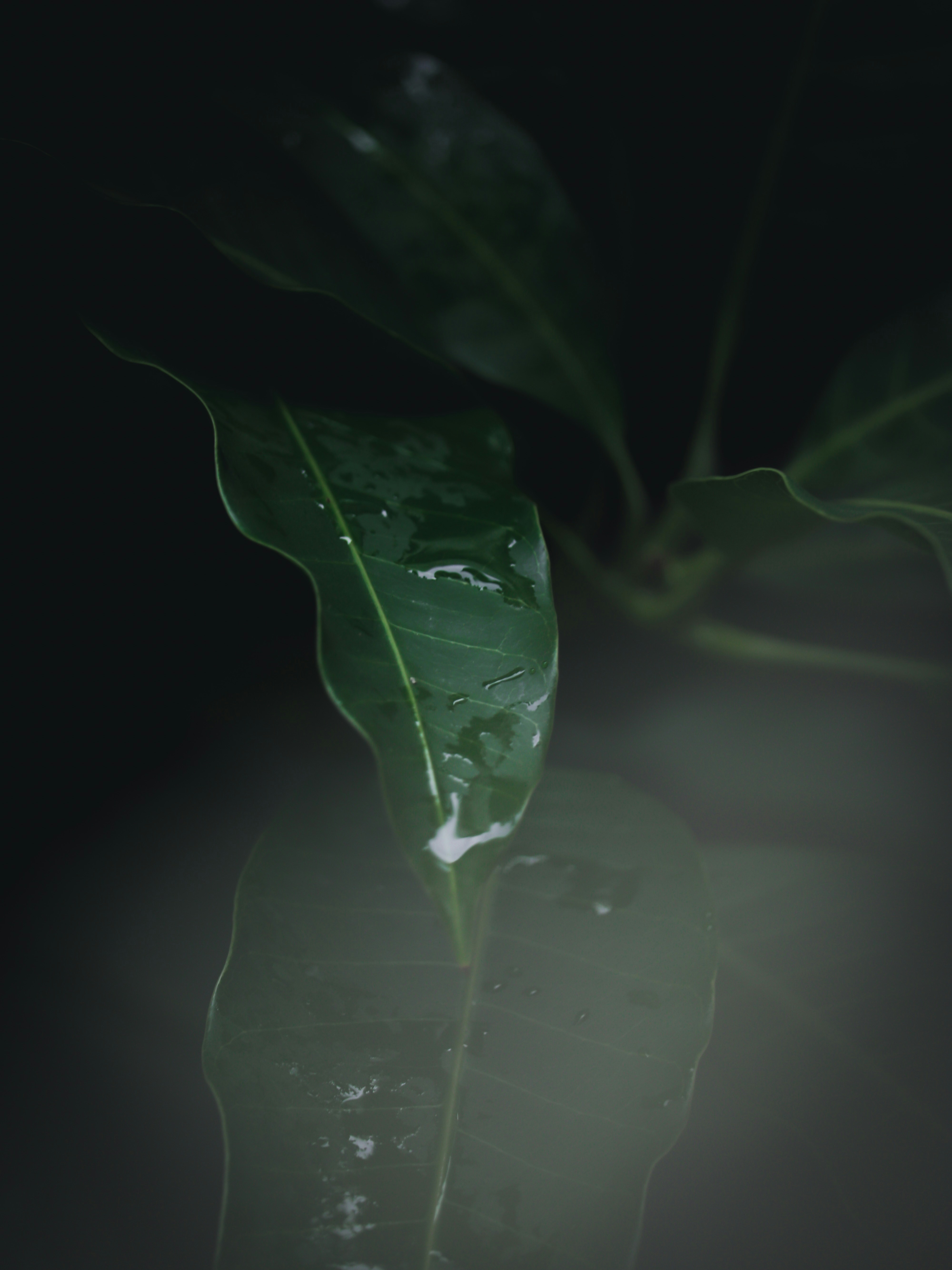 Dew-Kissed Leaf in Velvet Shadows
