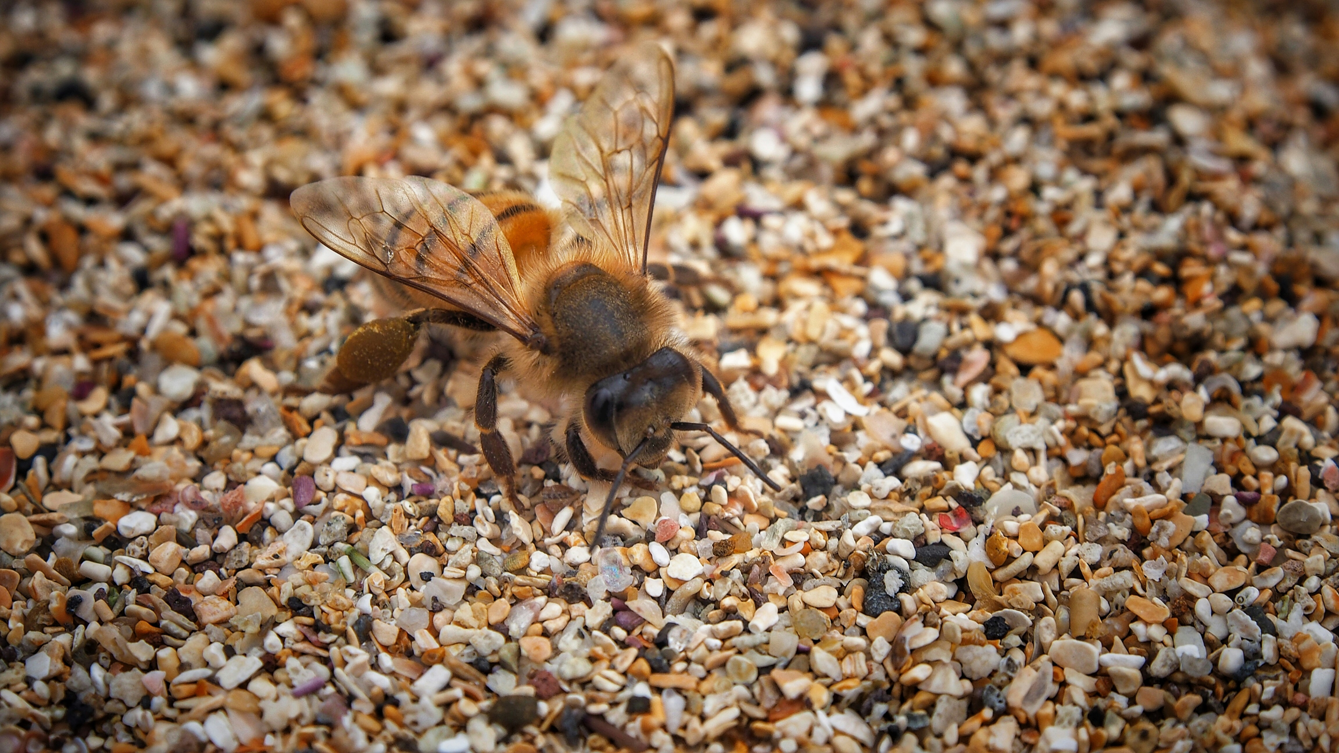 brown bee photo – Free 1665-13 ihoil-dong Image on Unsplash