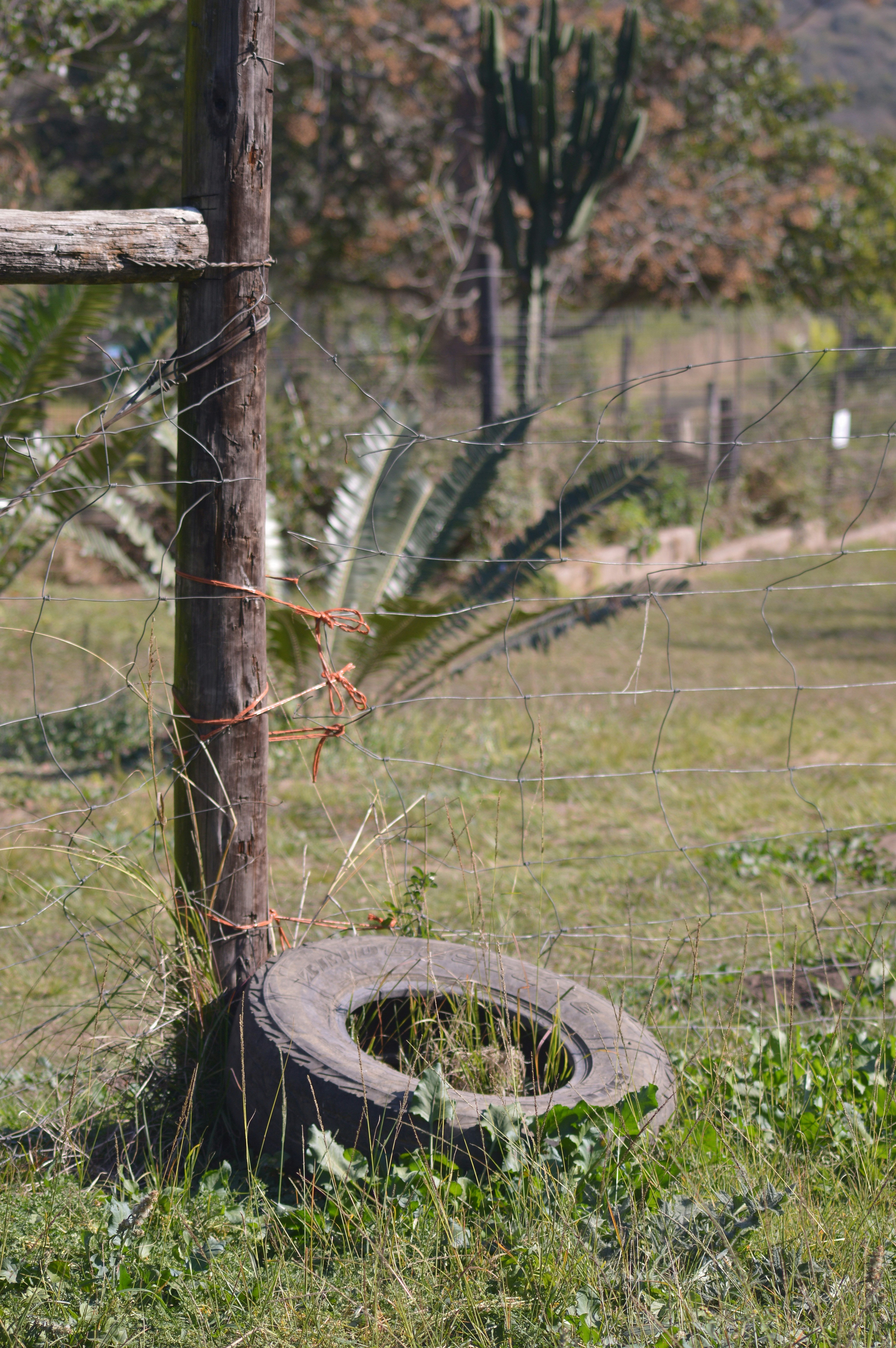 Définition de cato | Dictionnaire français