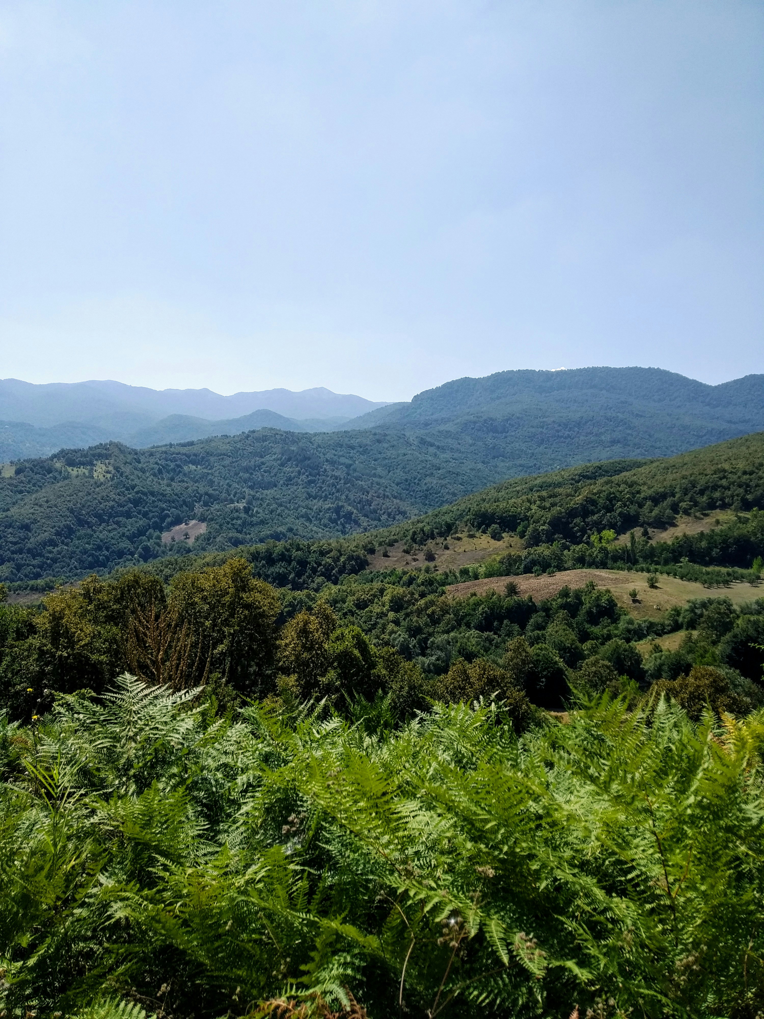 Lush green ferns in the foreground lead to rolling hills and distant mountains under a clear blue sky.