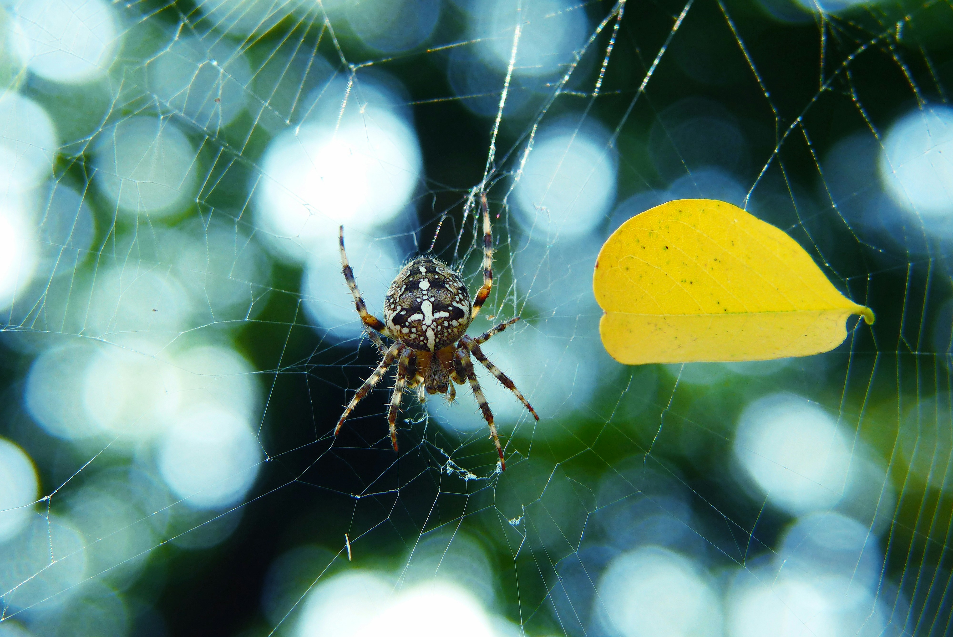 Silken Center: Spider in a Sunlit Web Framed by Emerald Blur and a Yellow Leaf
