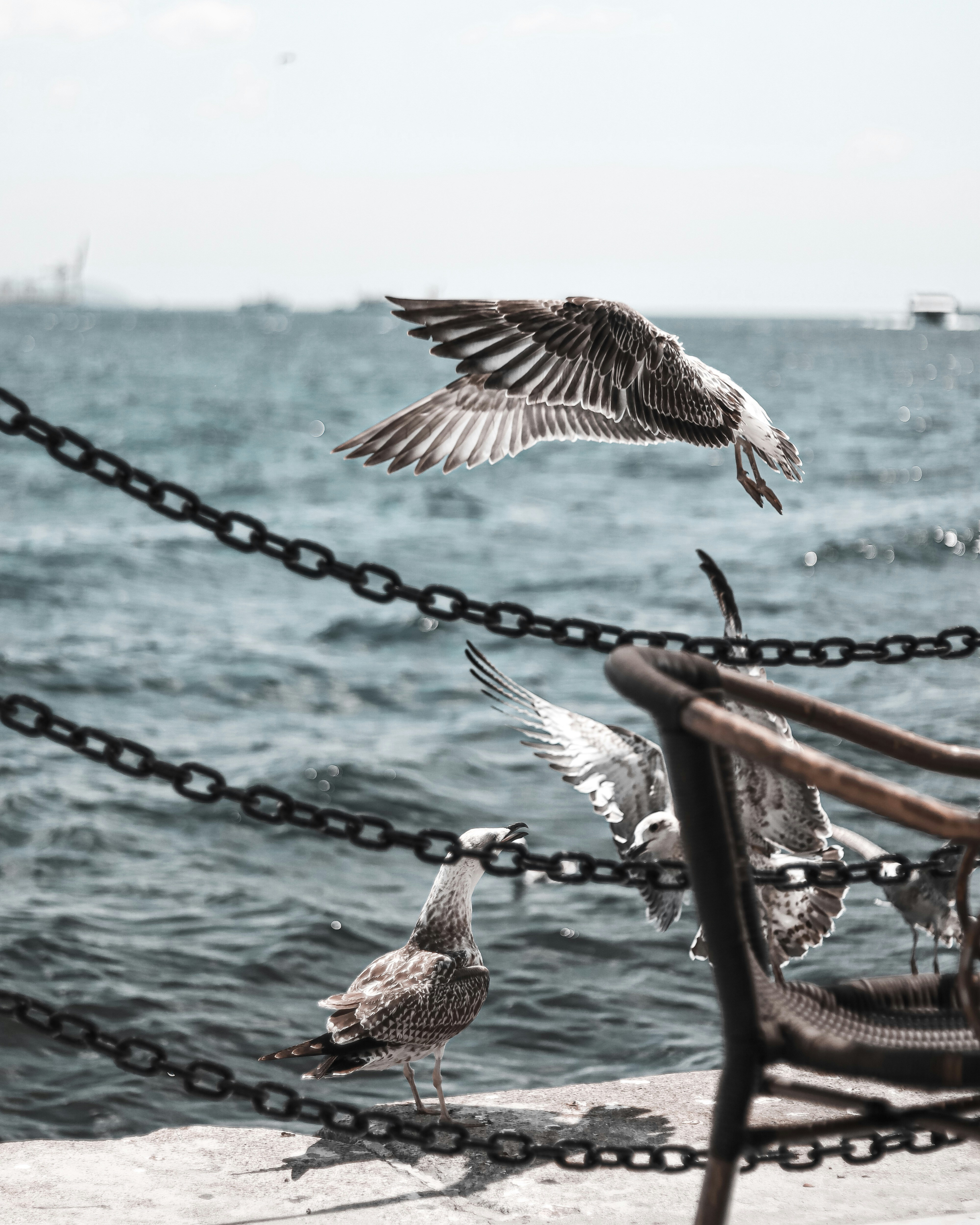 Seabird Flight Above Chain-Guarded Pier